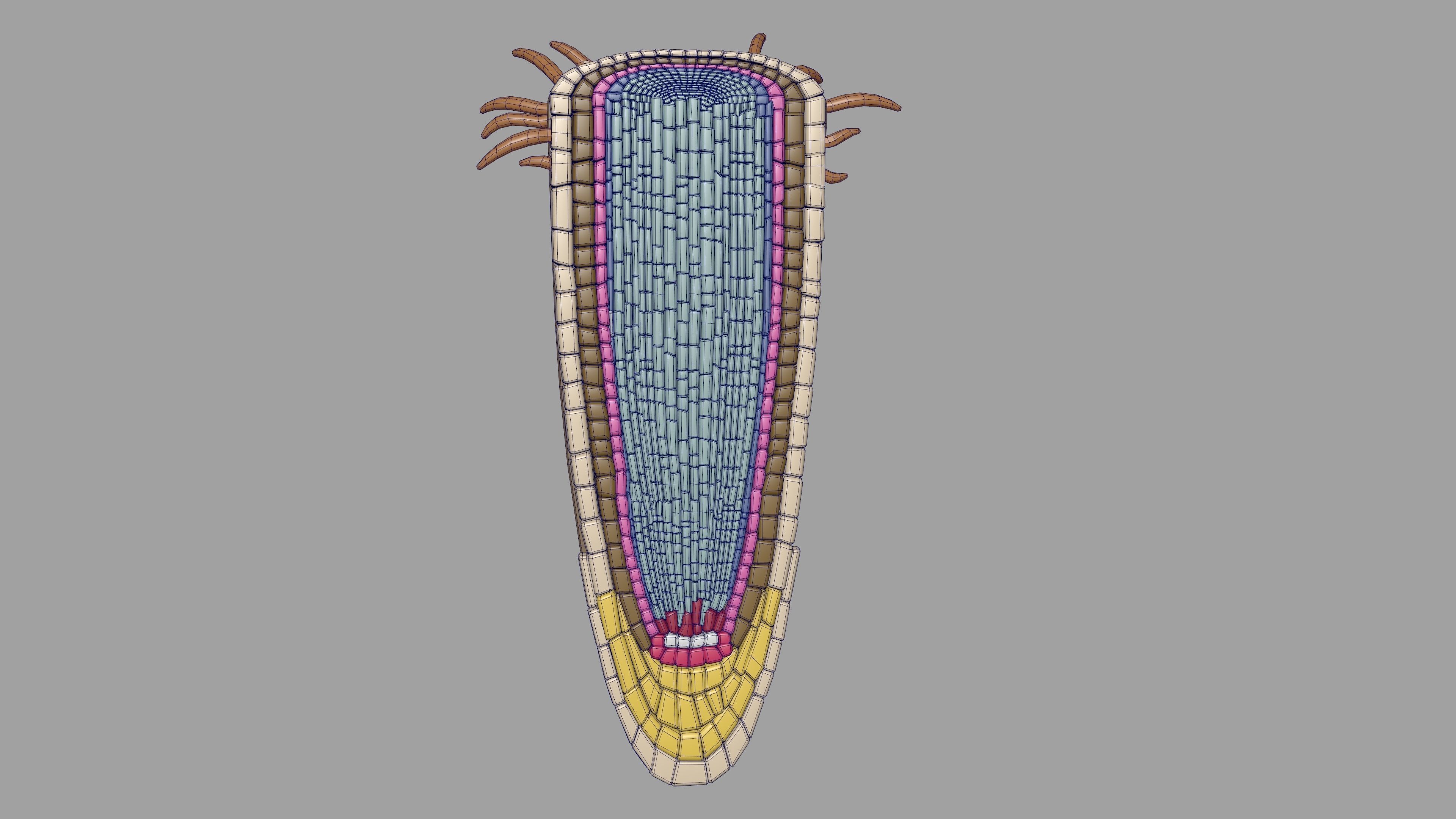 Root Hair Cell 3D model | CGTrader