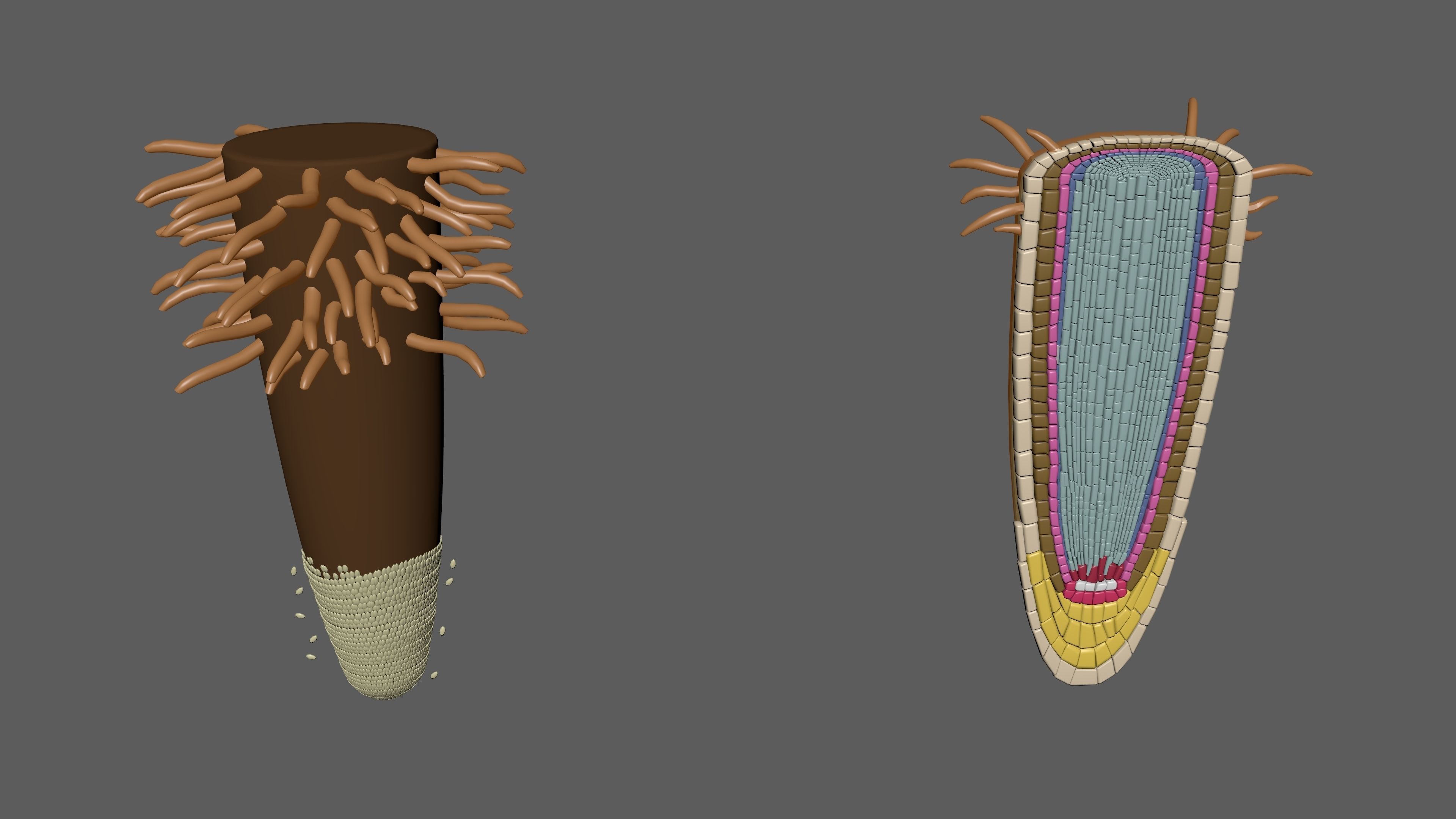 Root Hair Cell 3D model | CGTrader