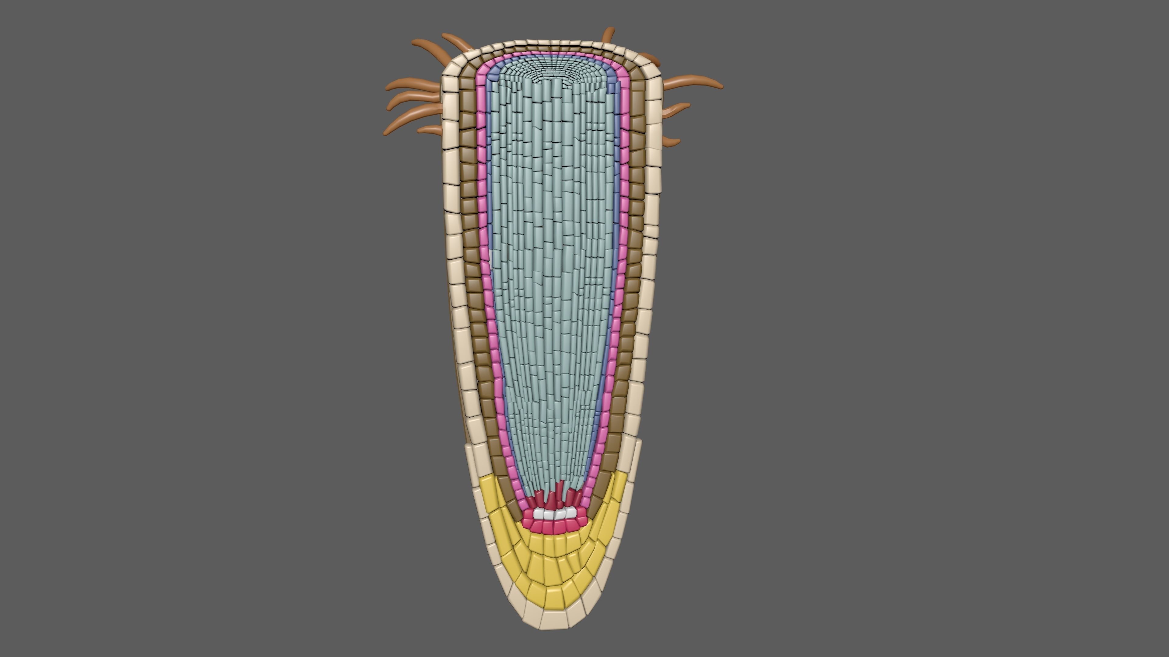 Root Hair Cell 3D model | CGTrader