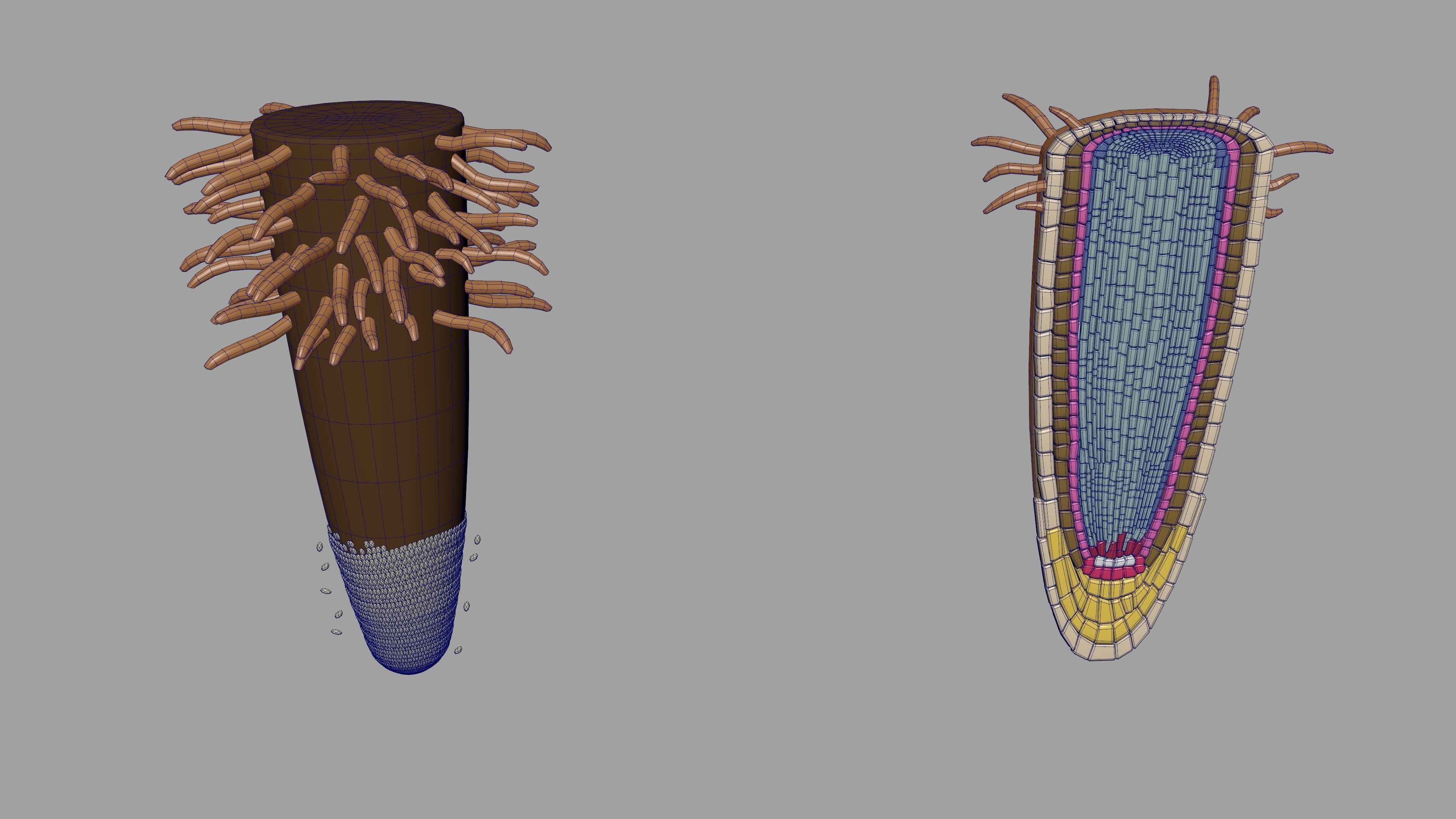Root Hair Cell 3D model | CGTrader