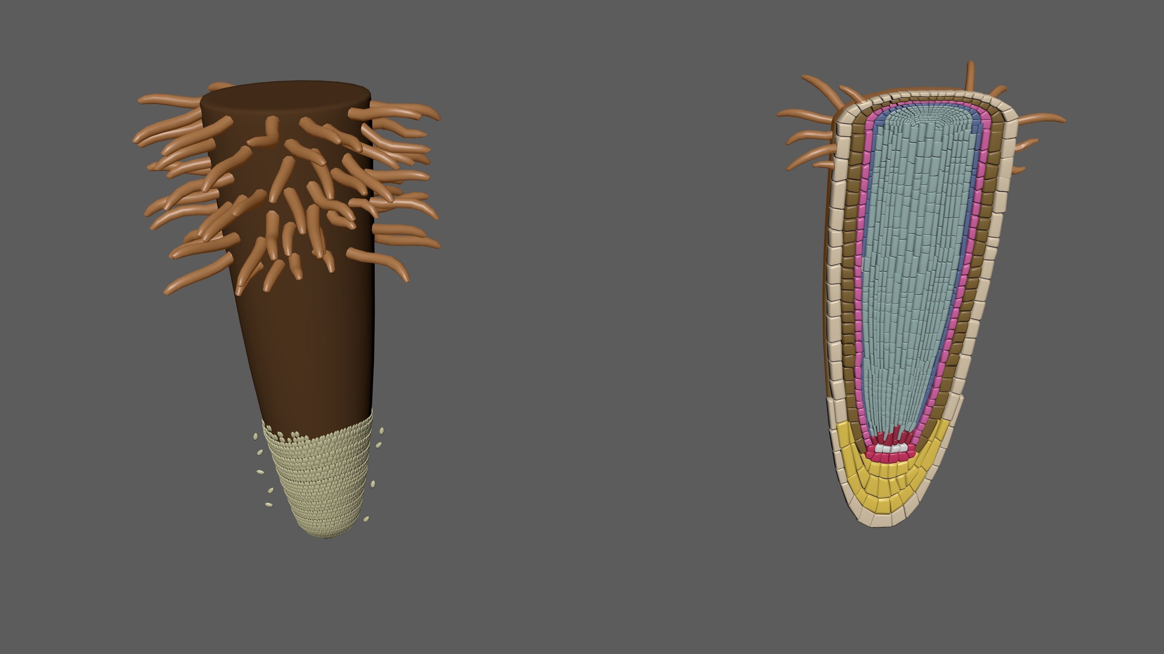 Root Hair Cell 3D model | CGTrader