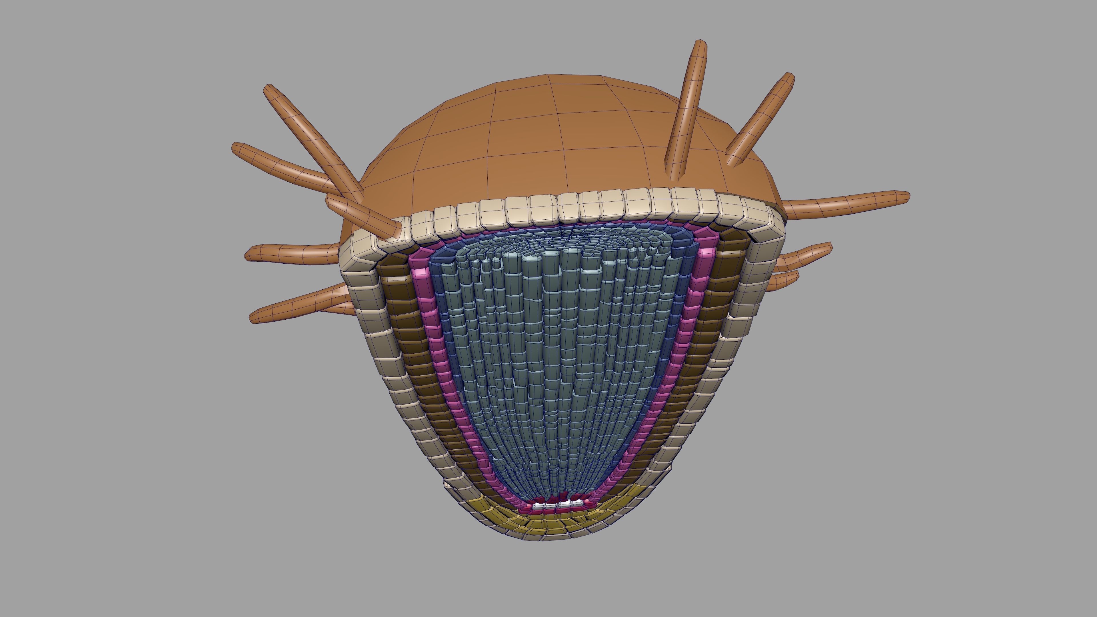 Root Hair Cell 3D model | CGTrader