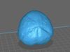 Cretaceous Echinoid Macraster complete free 3D model 3D printable ...