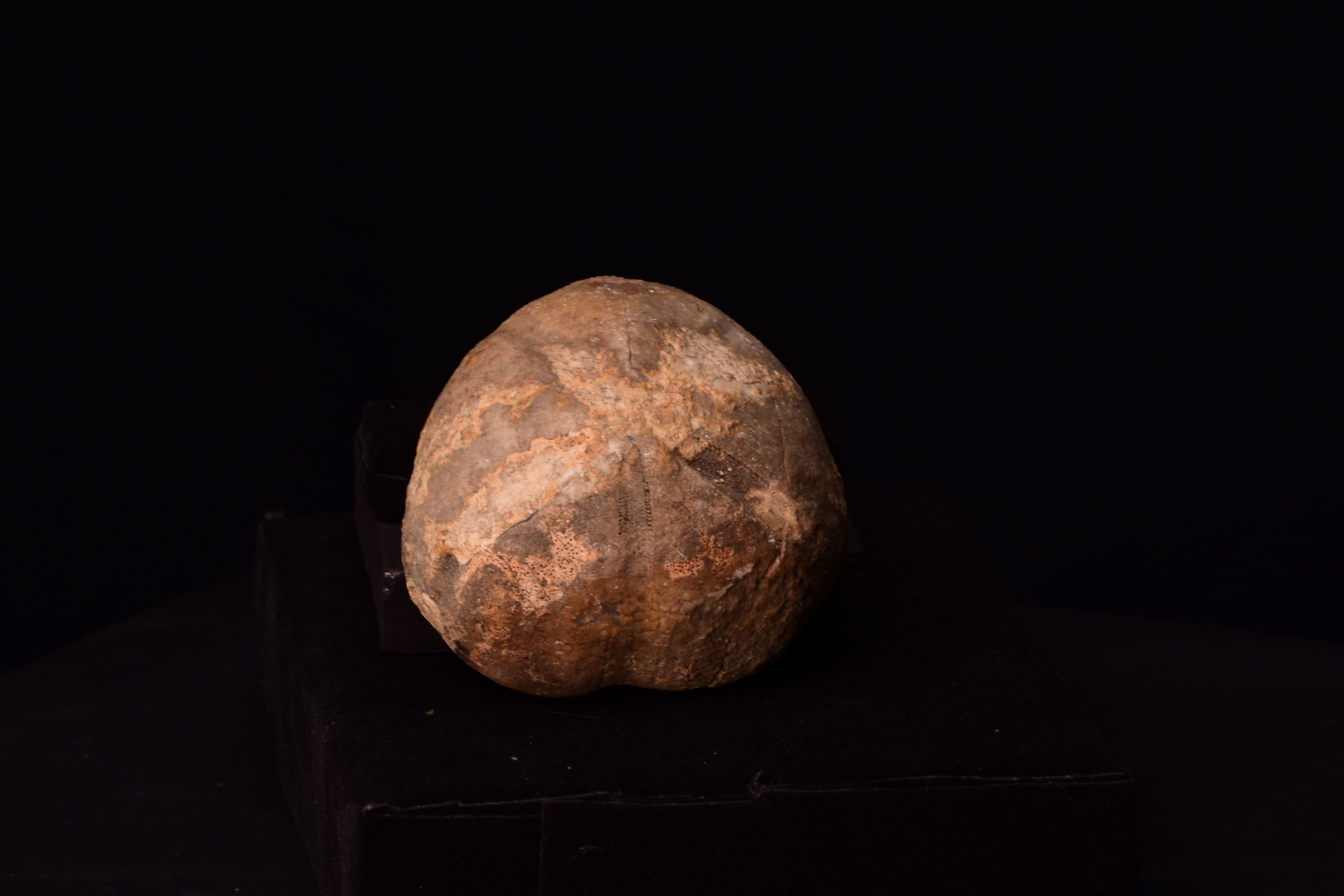 Cretaceous Echinoid Macraster complete free 3D model 3D printable ...