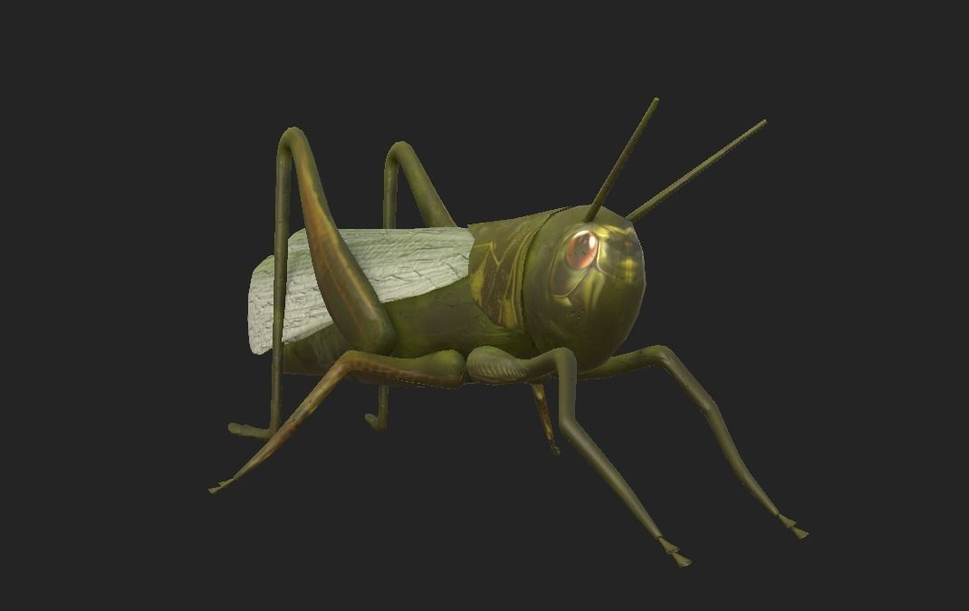 3D model Bugs Insect Collection VR / AR / low-poly | CGTrader