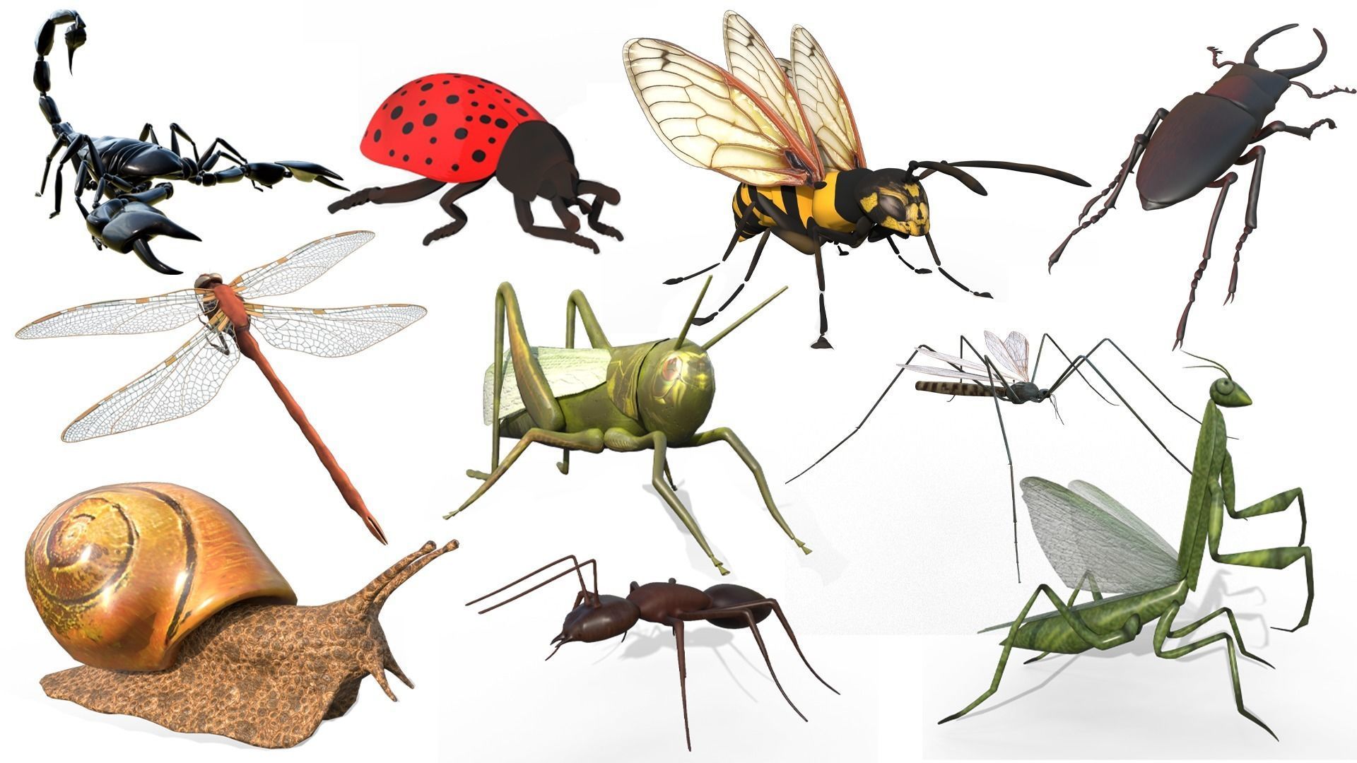3D model Bugs Insect Collection VR / AR / low-poly | CGTrader