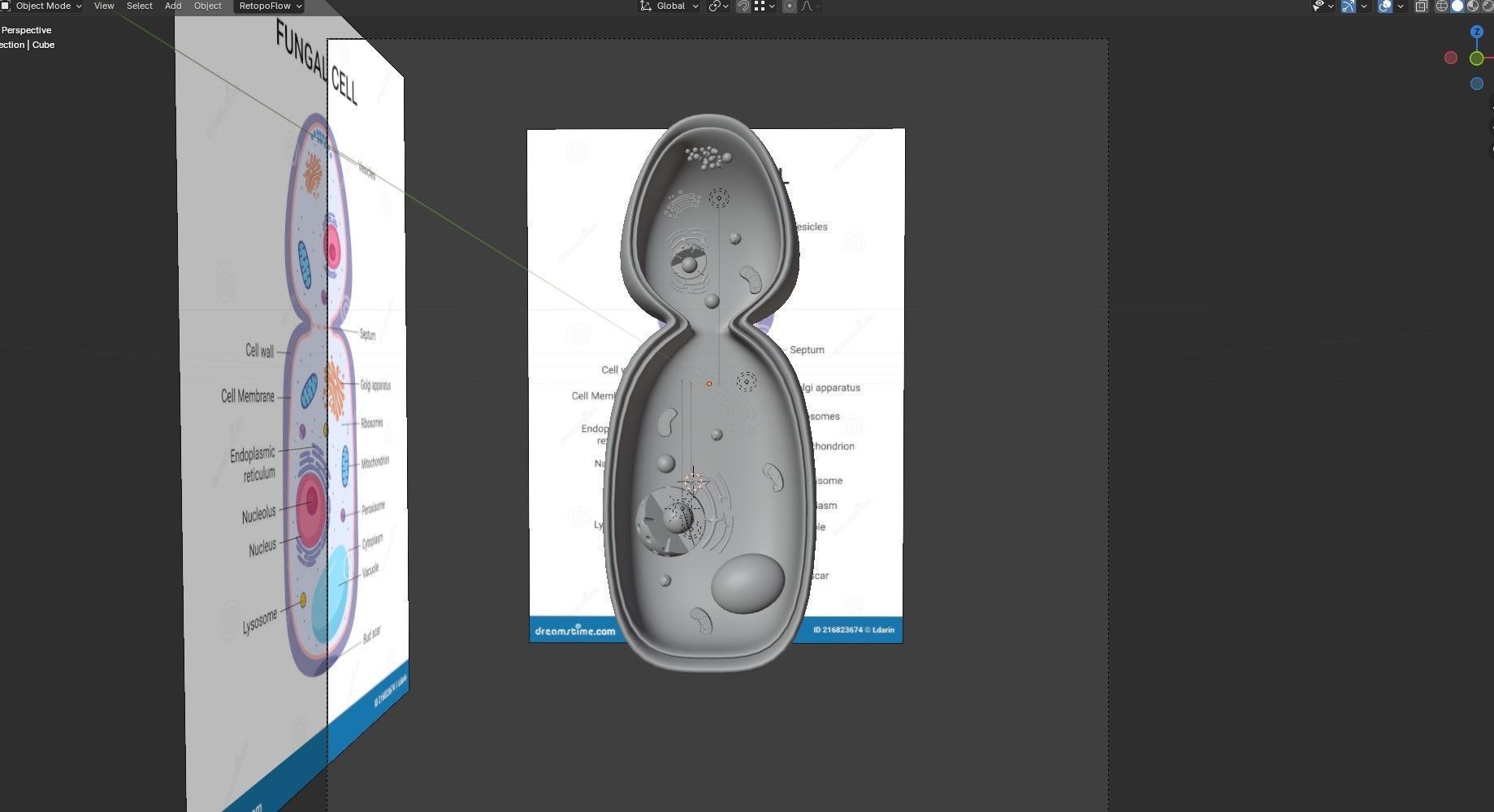 Fungal Cell free 3D model | CGTrader