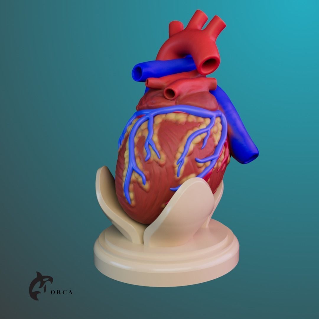 HEART ANATOMY FOR EDUCATION 3D model 3D printable | CGTrader