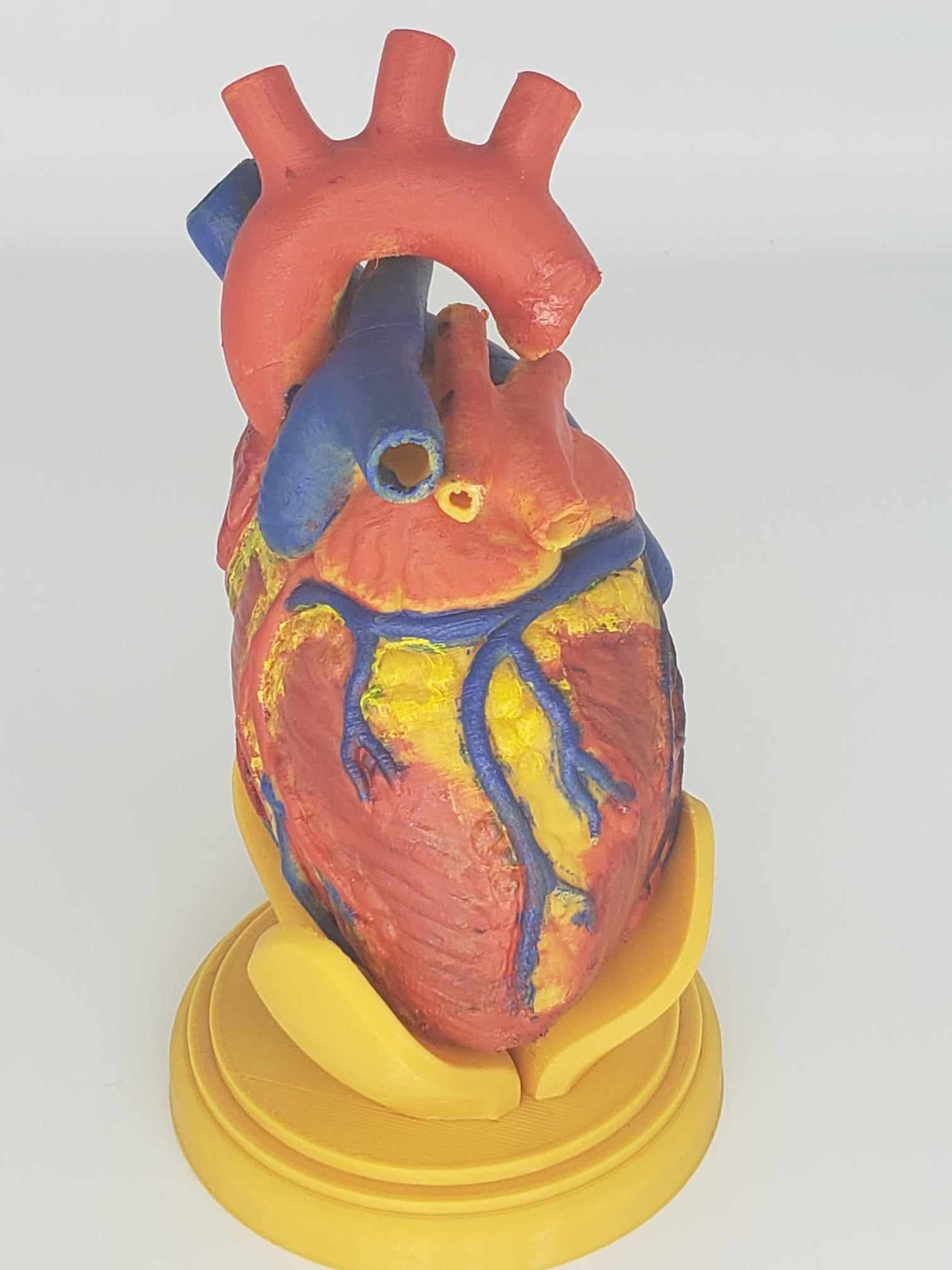 HEART ANATOMY FOR EDUCATION 3D model 3D printable | CGTrader