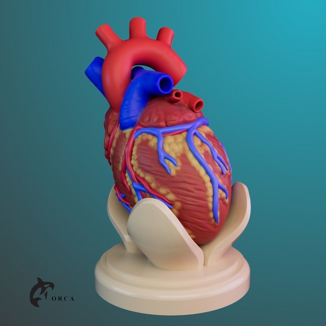 HEART ANATOMY FOR EDUCATION 3D model 3D printable | CGTrader