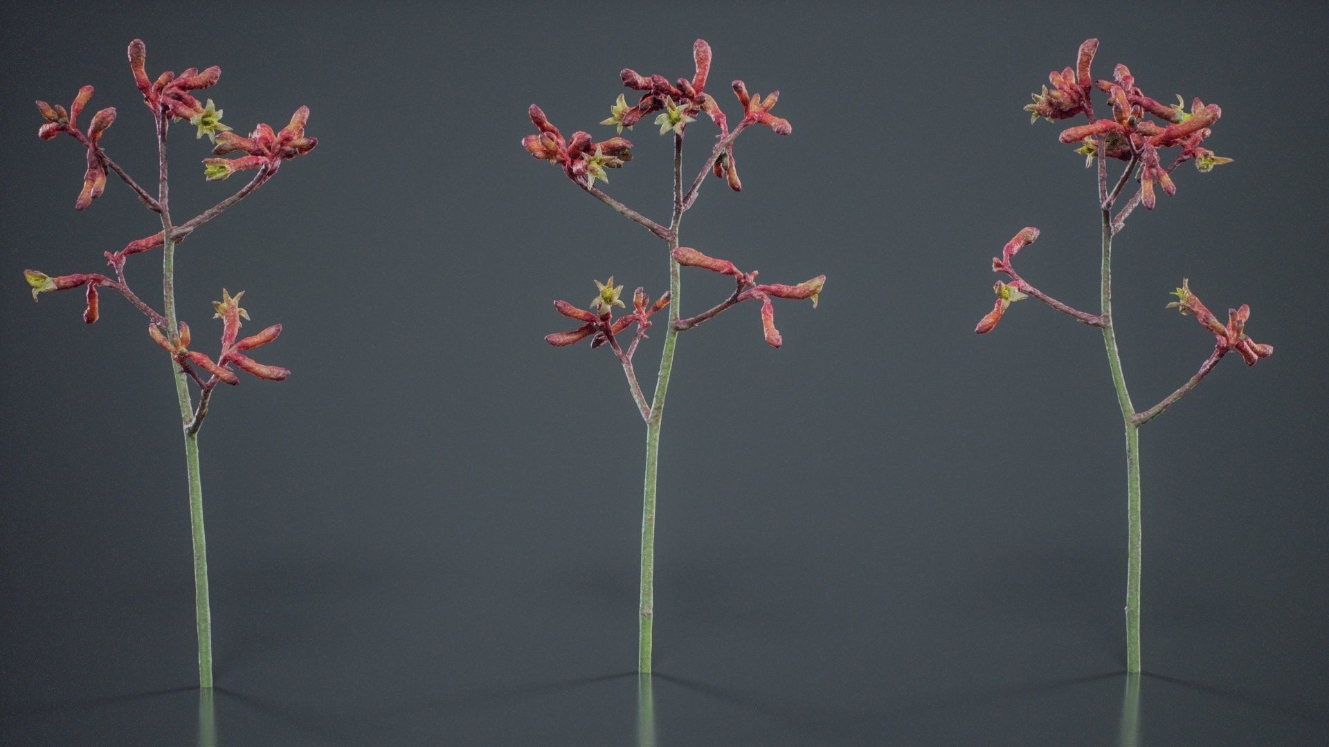 3D model Evergreen Kangaroo Paw Australian Lily Anigozanthos Flavidus ...