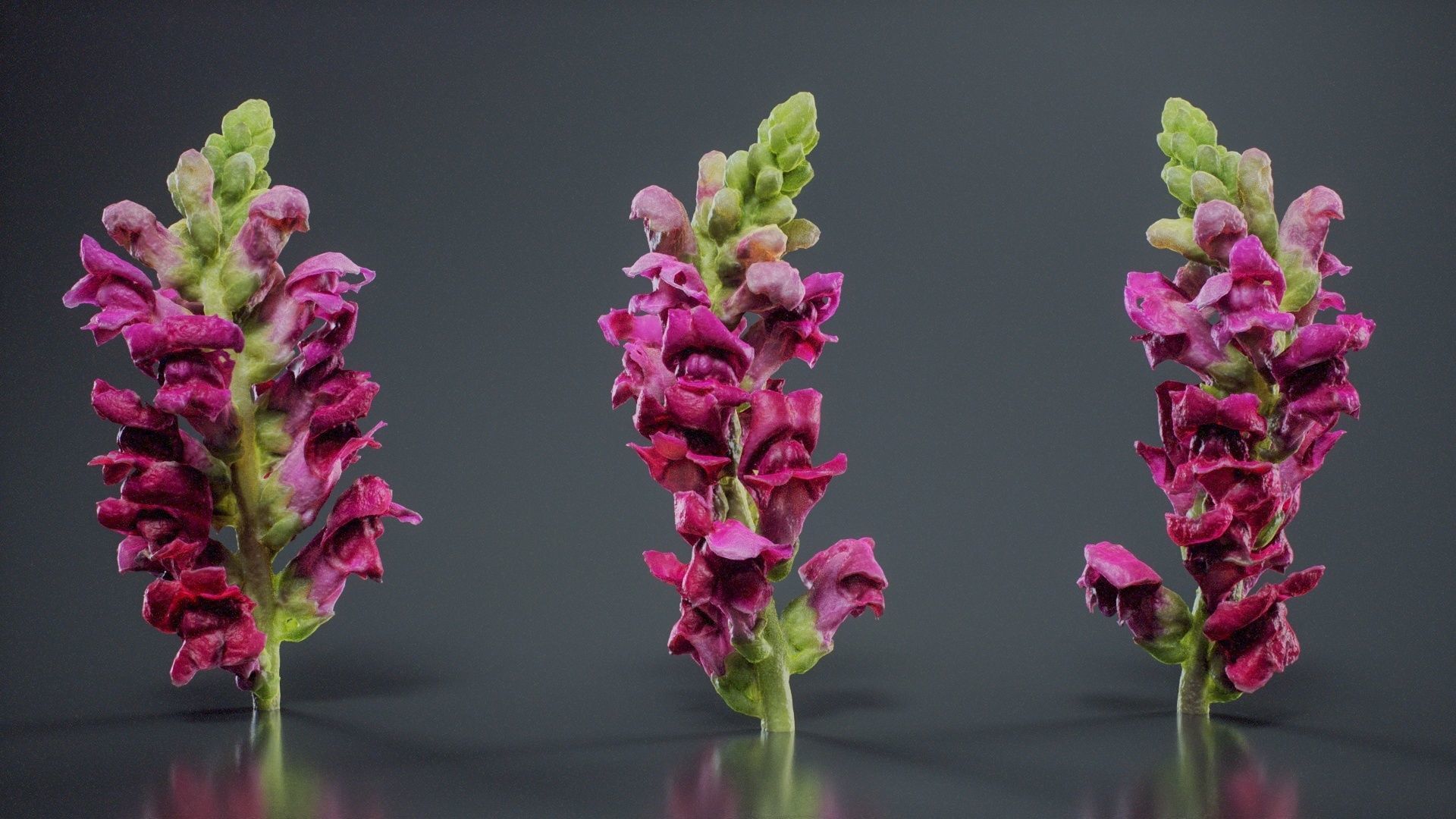 3D model Close Up Great Garden Snapdragon Dragon Plant Antirrhinum ...