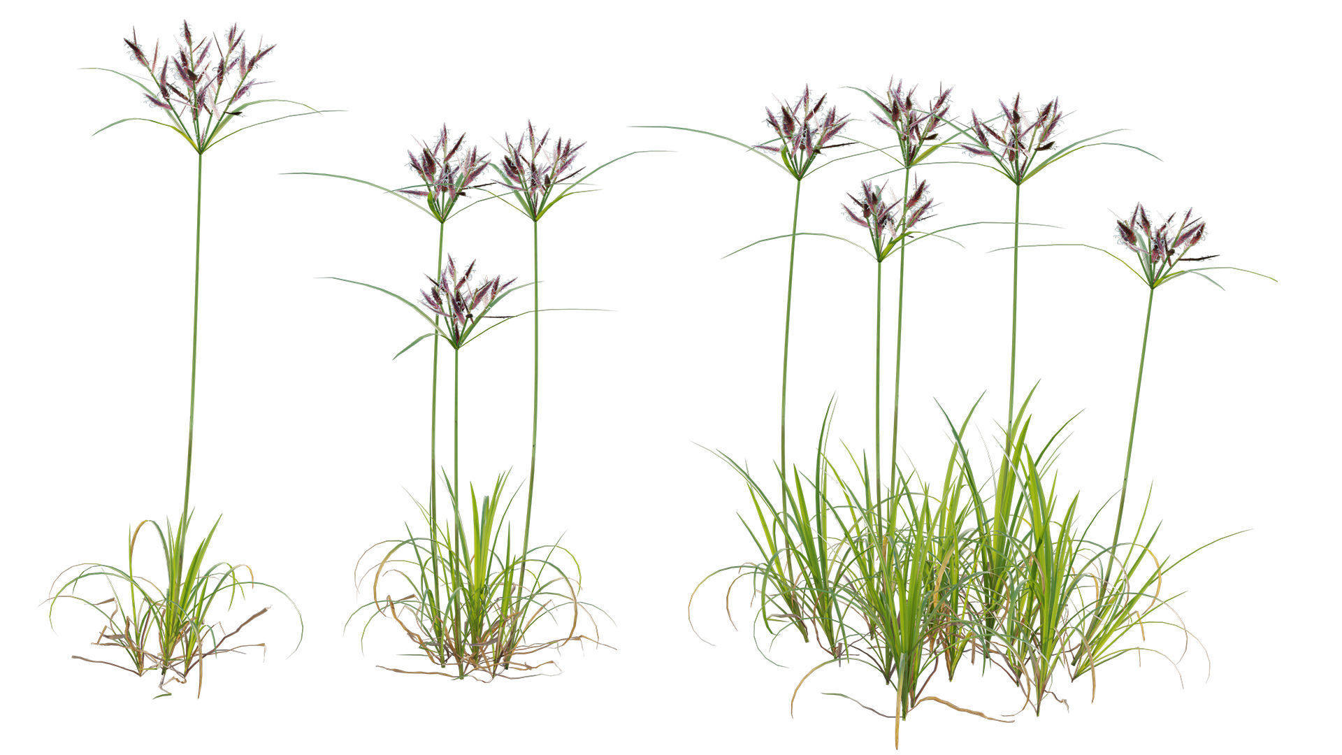Cyperus rotundus - Purple nutsedge 3D model | CGTrader