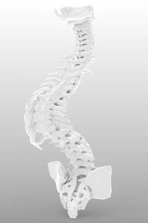 spinal cord 3D model 3D printable | CGTrader