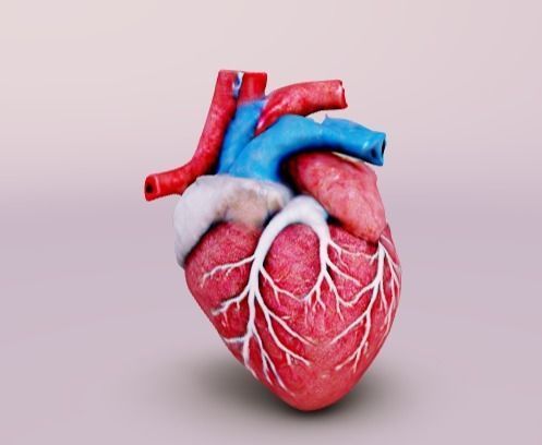 Human heart free 3D model | CGTrader