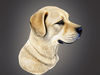 Labrador Retriever Bust 3D model 3D printable | CGTrader