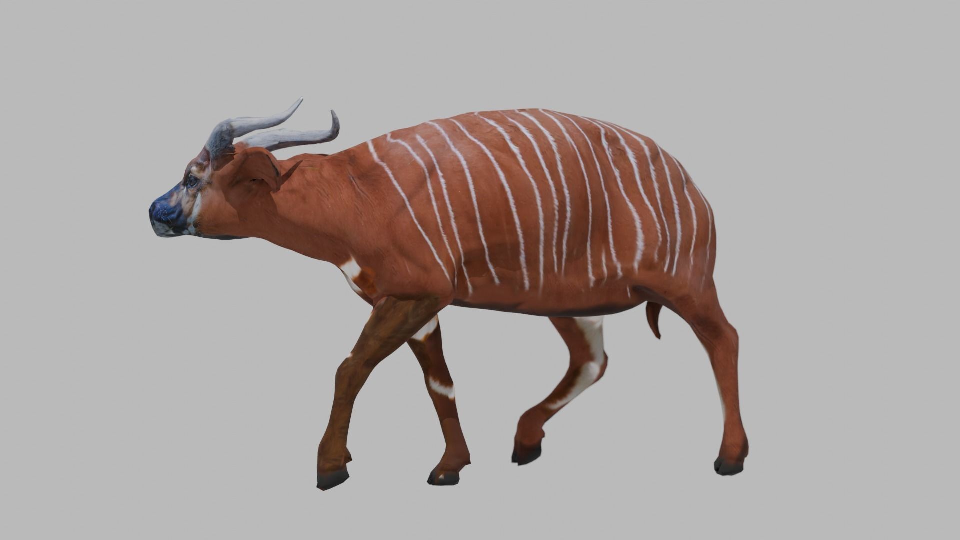 Female Bongo Antelope Realistic 3D model | CGTrader