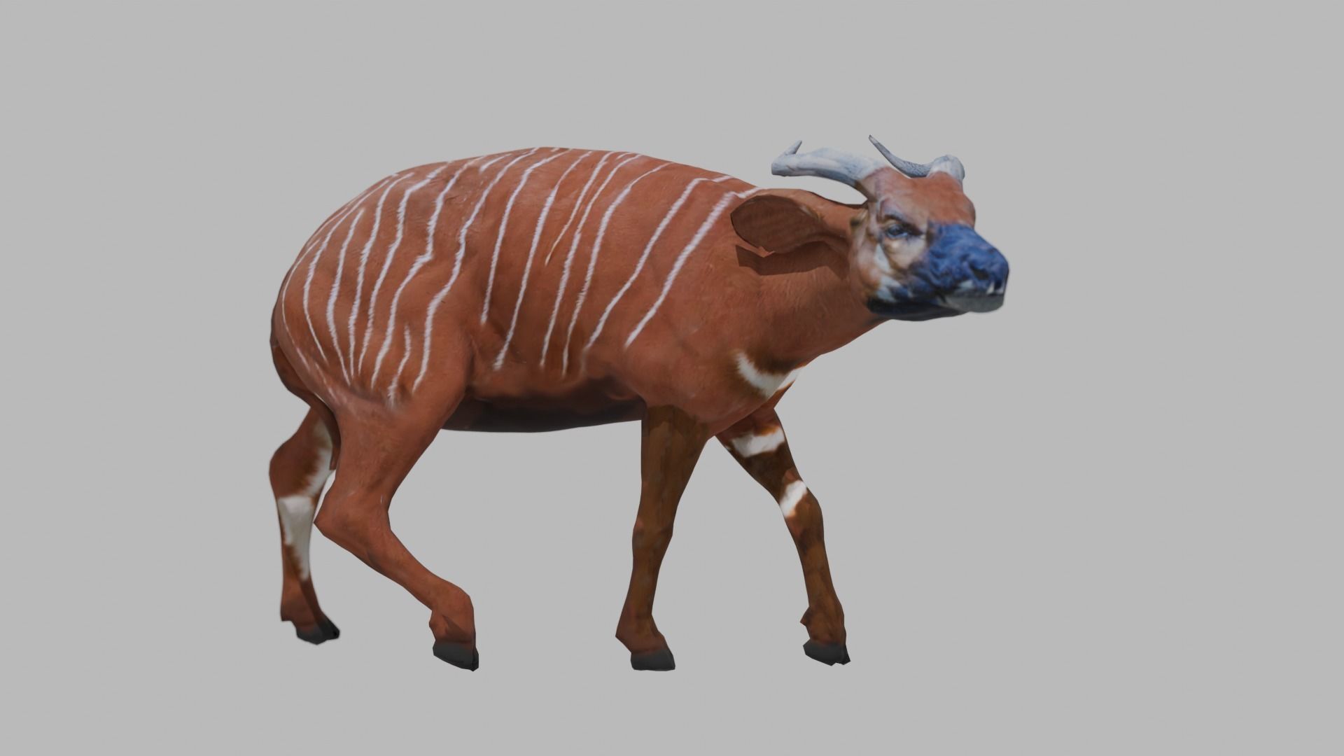 Female Bongo Antelope Realistic 3D model | CGTrader