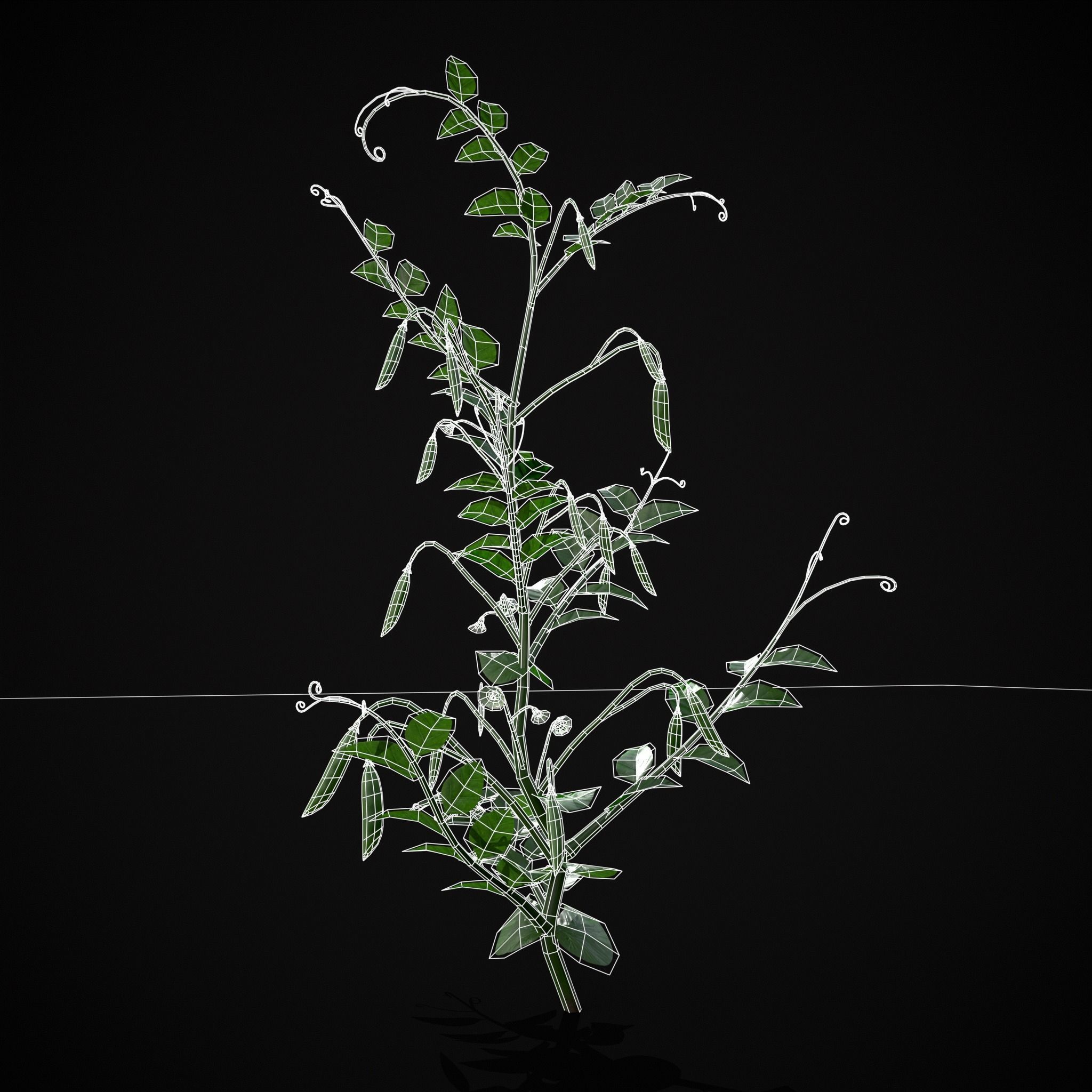 3D model Peas Plant VR / AR / low-poly | CGTrader