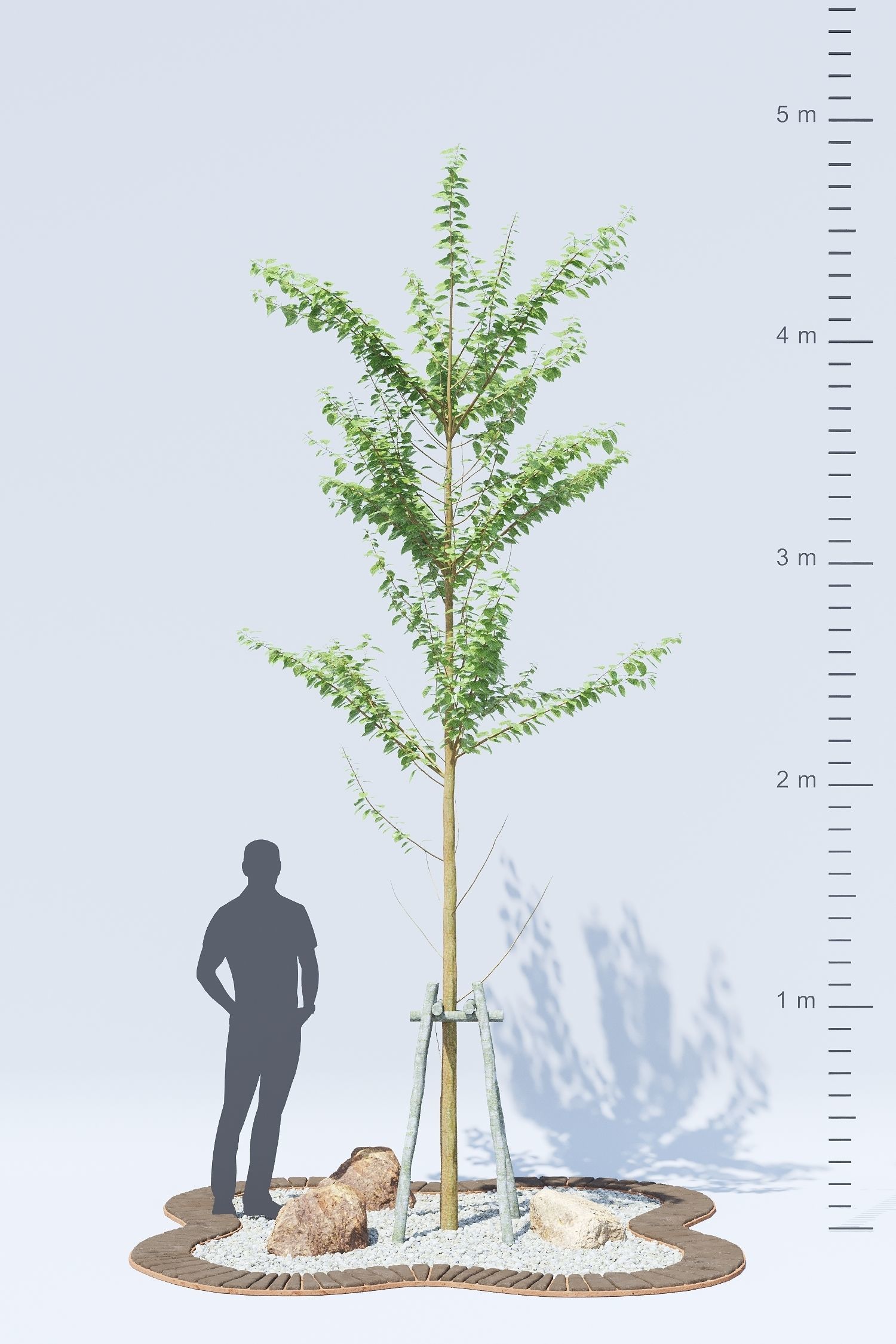 Alnus Glutinosa TREE - Tanaman Hias Corona-Vray-SKP 3D model | CGTrader