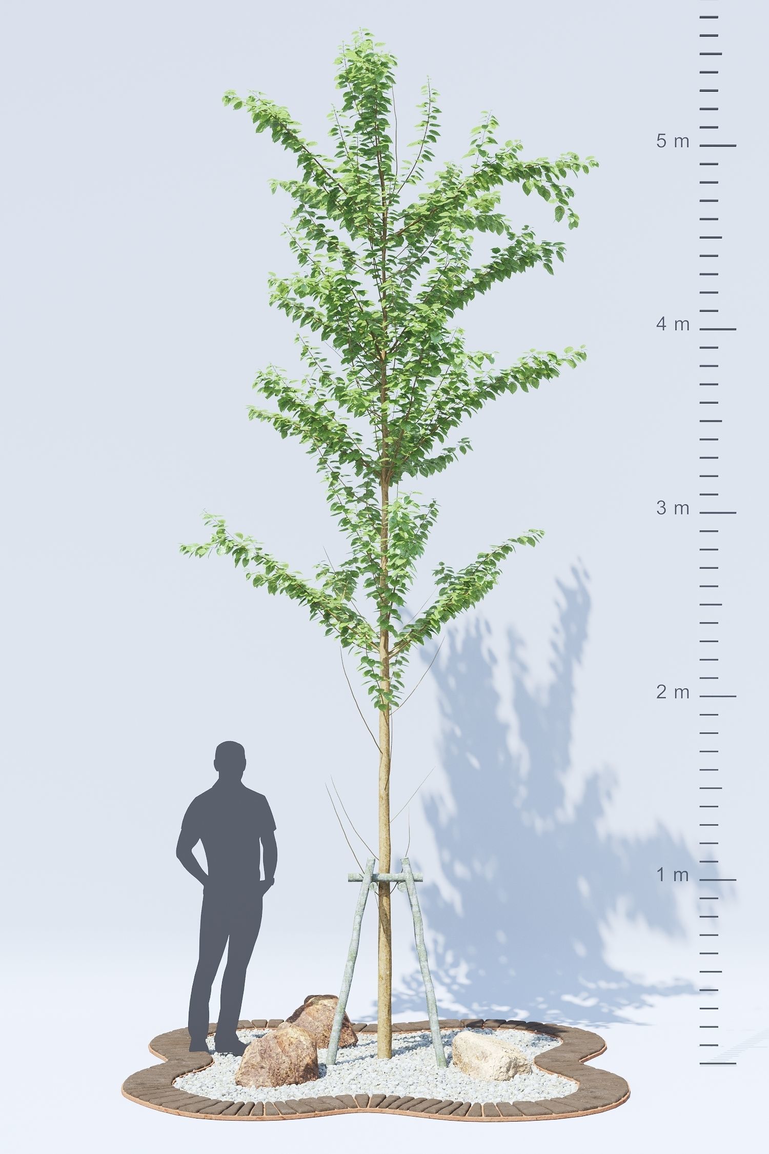Alnus Glutinosa TREE - Tanaman Hias Corona-Vray-SKP 3D model | CGTrader