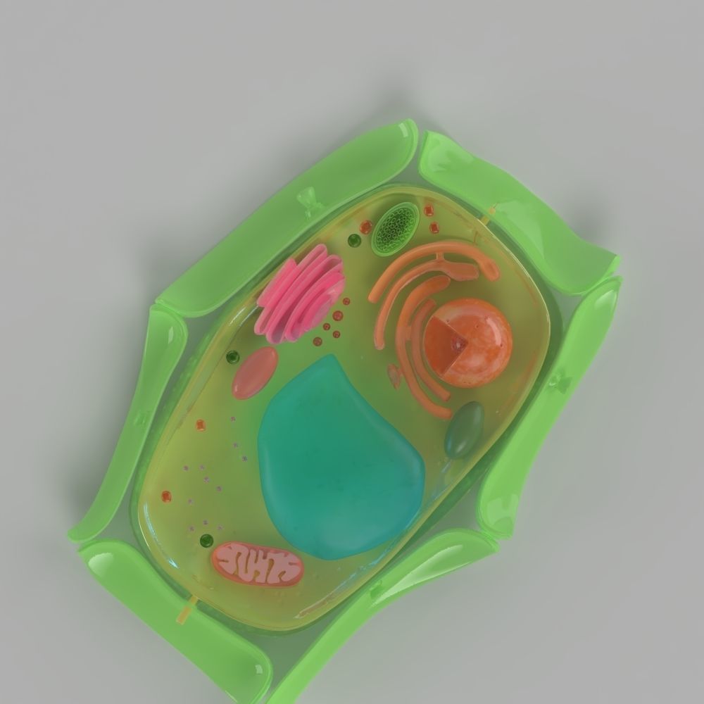 Plant cell free 3D model | CGTrader