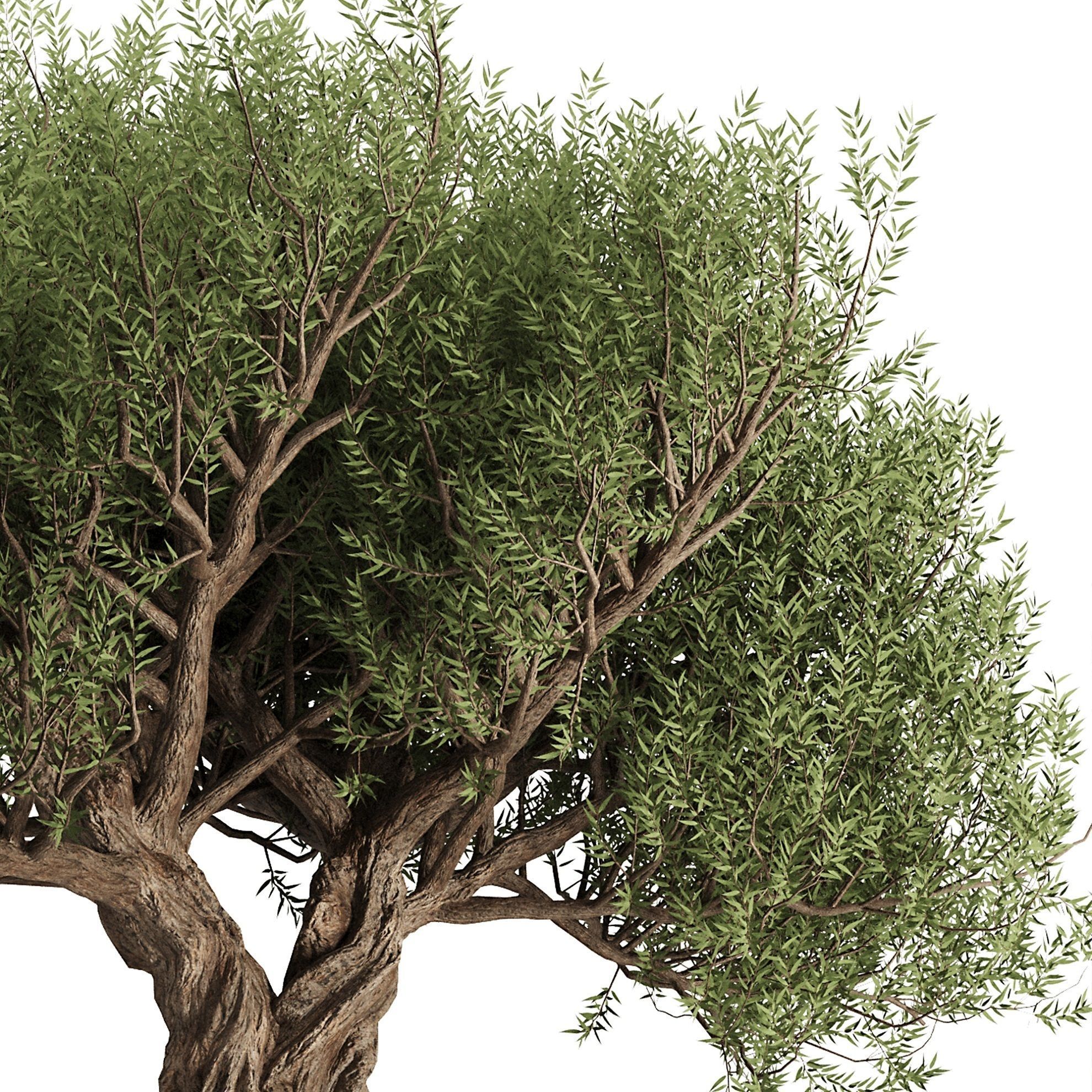 Olive Tree Set12 3D model | CGTrader