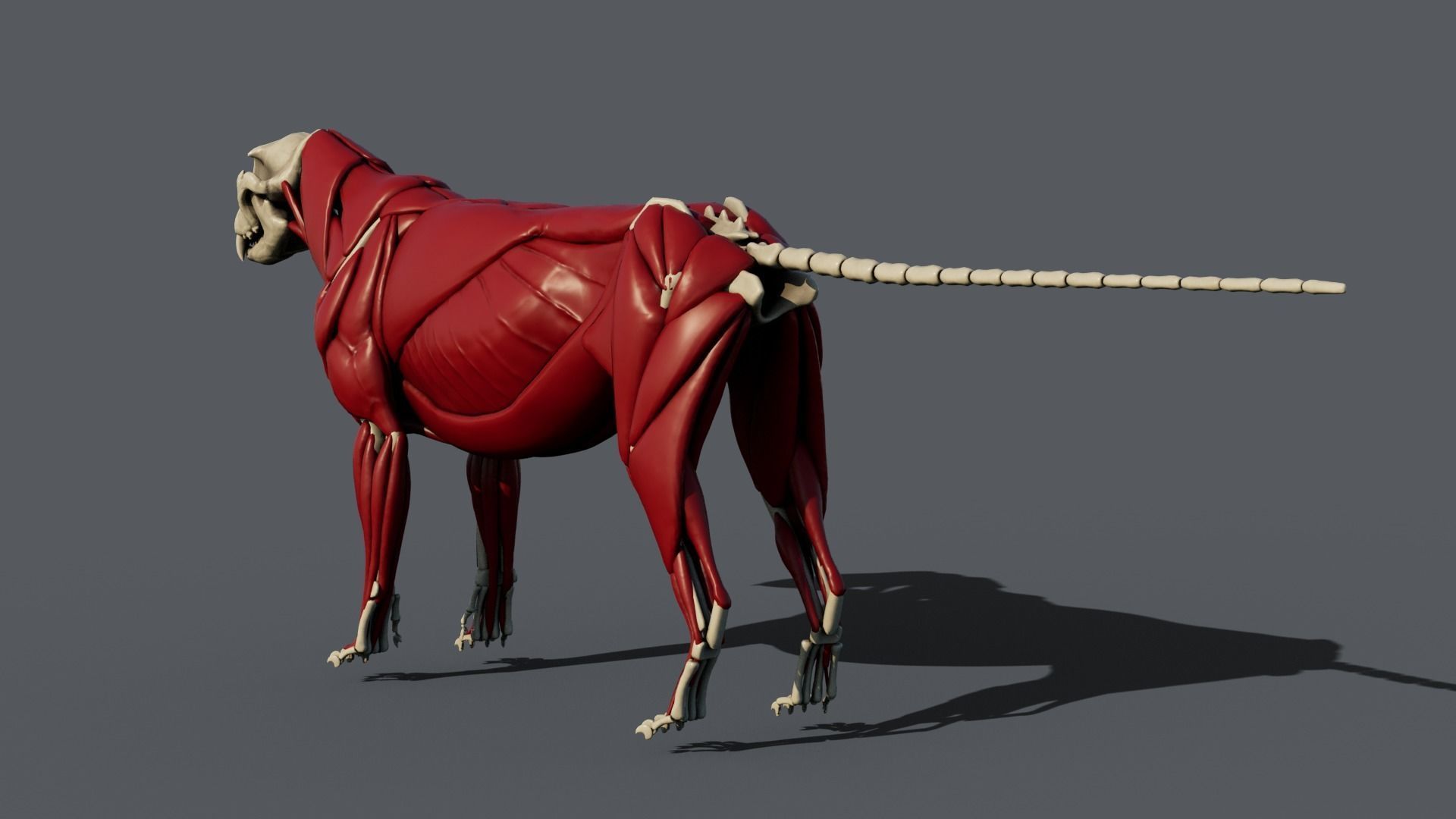 Leopard anatomy 3D model | CGTrader