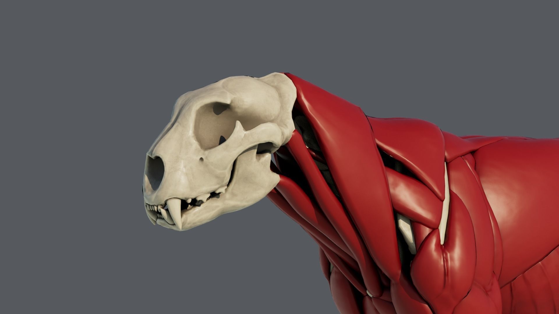 Leopard anatomy 3D model | CGTrader