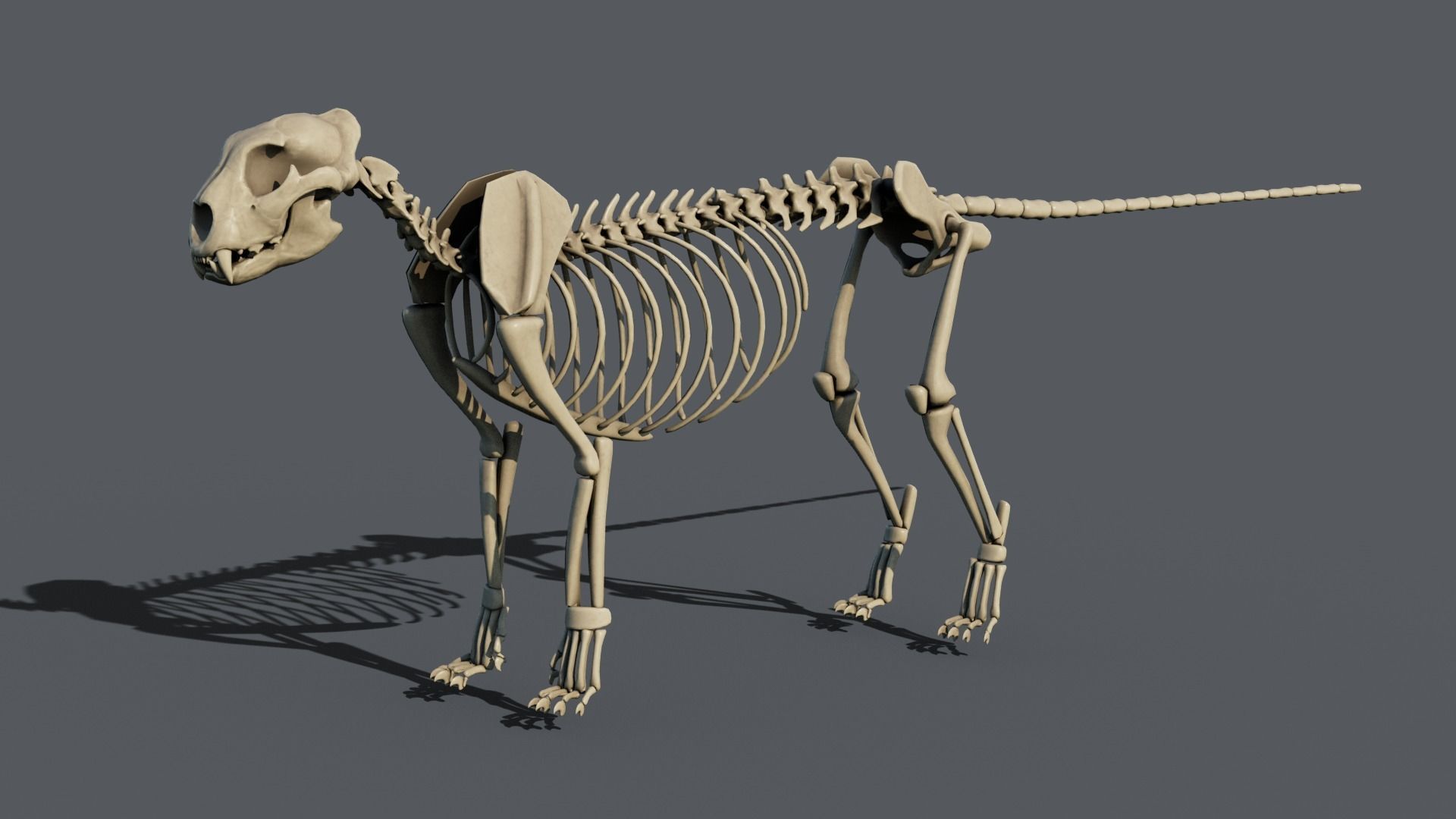 Leopard anatomy 3D model | CGTrader