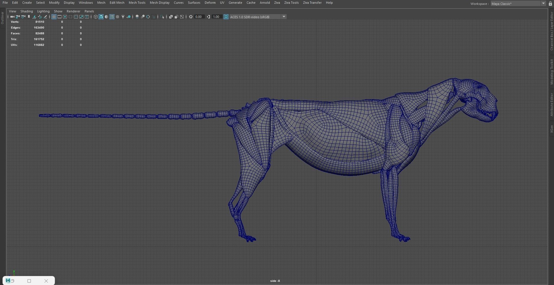 Leopard anatomy 3D model | CGTrader