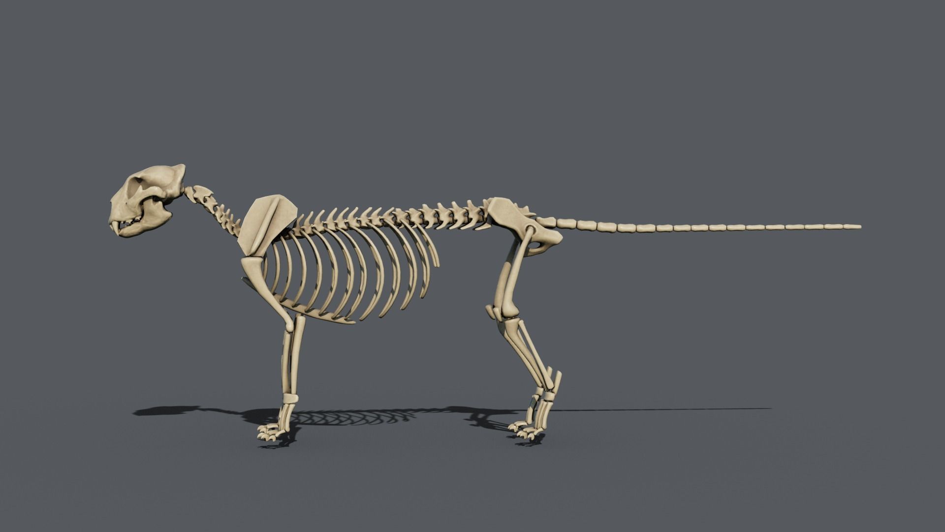 Leopard anatomy 3D model | CGTrader