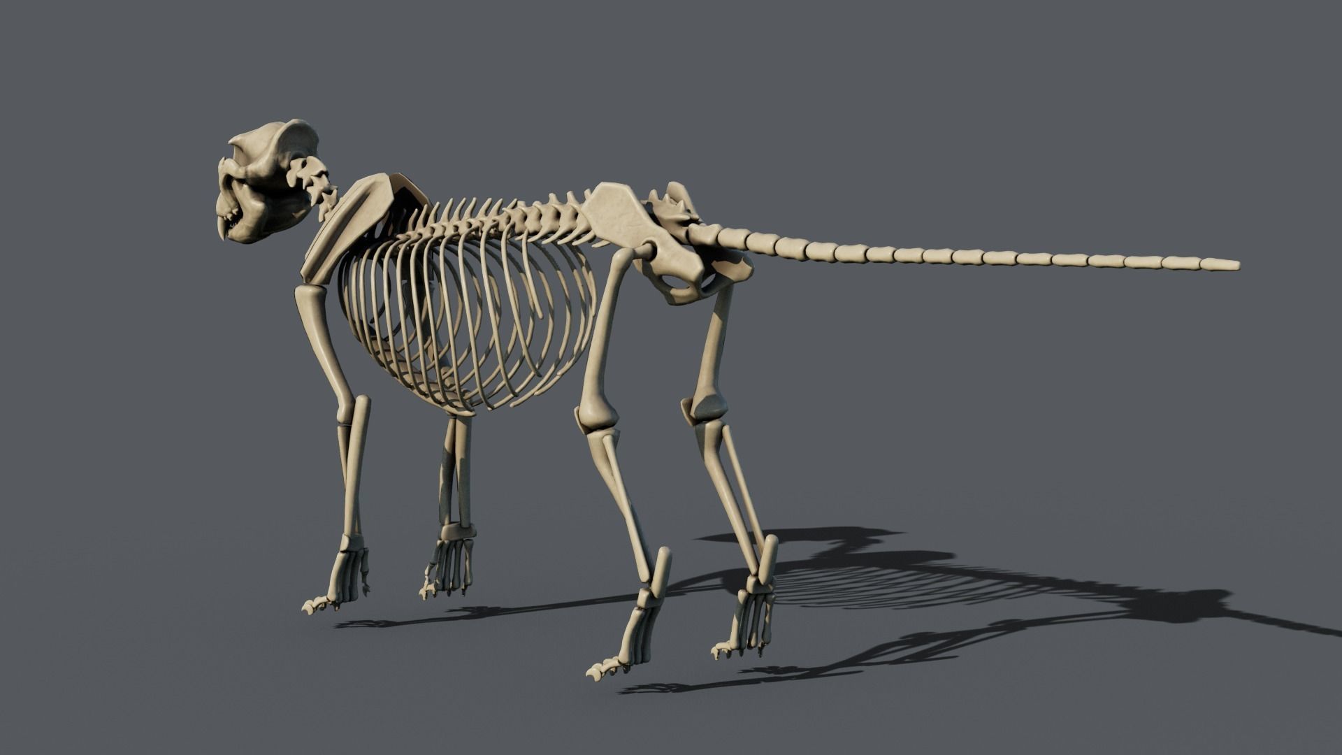 Leopard anatomy 3D model | CGTrader