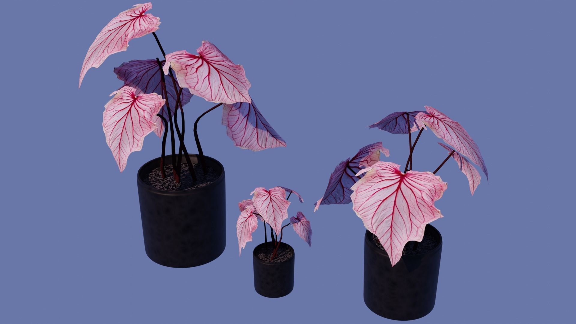 3D model Pink Monstera Plant VR / AR / low-poly | CGTrader