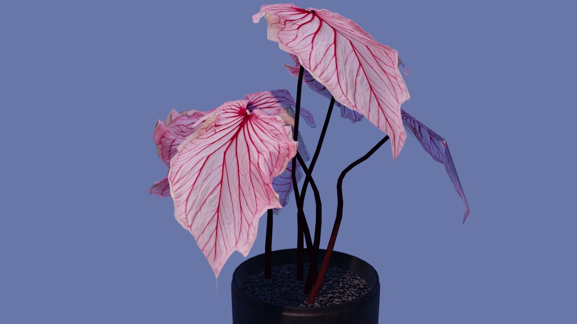 3D model Pink Monstera Plant VR / AR / low-poly | CGTrader
