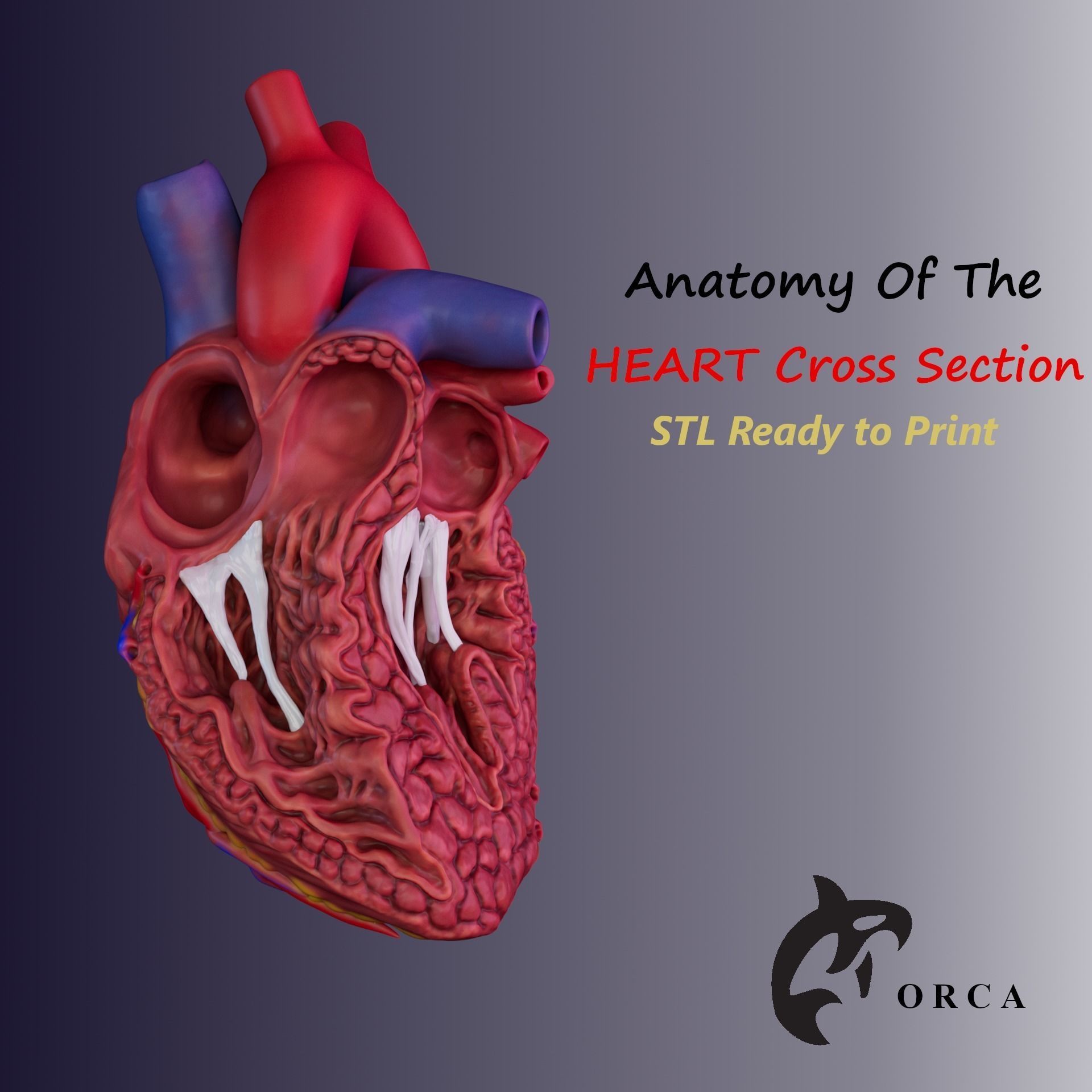 HUMAN HEART CROSS SECTION 3D PRINTING 3D model 3D printable | CGTrader