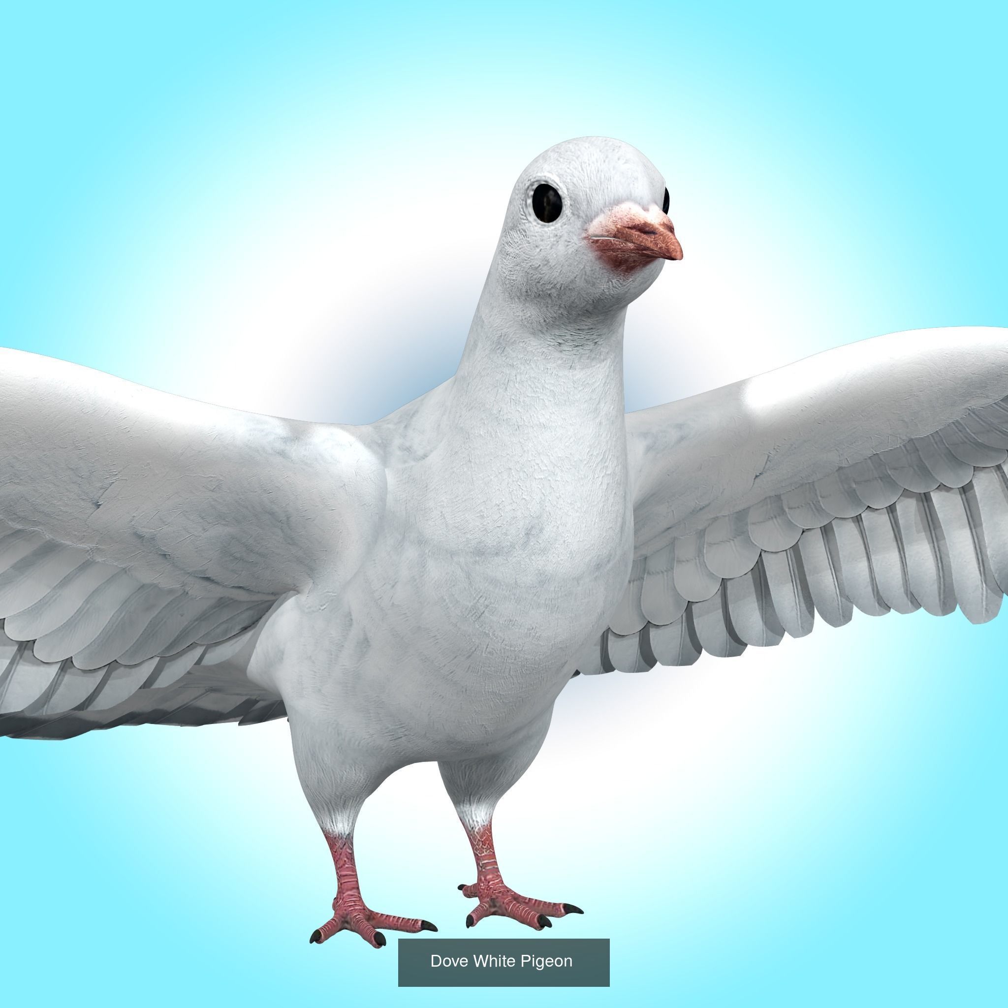 3D Model Collection Pigeon and Dove Rigged VR / AR / low-poly | CGTrader