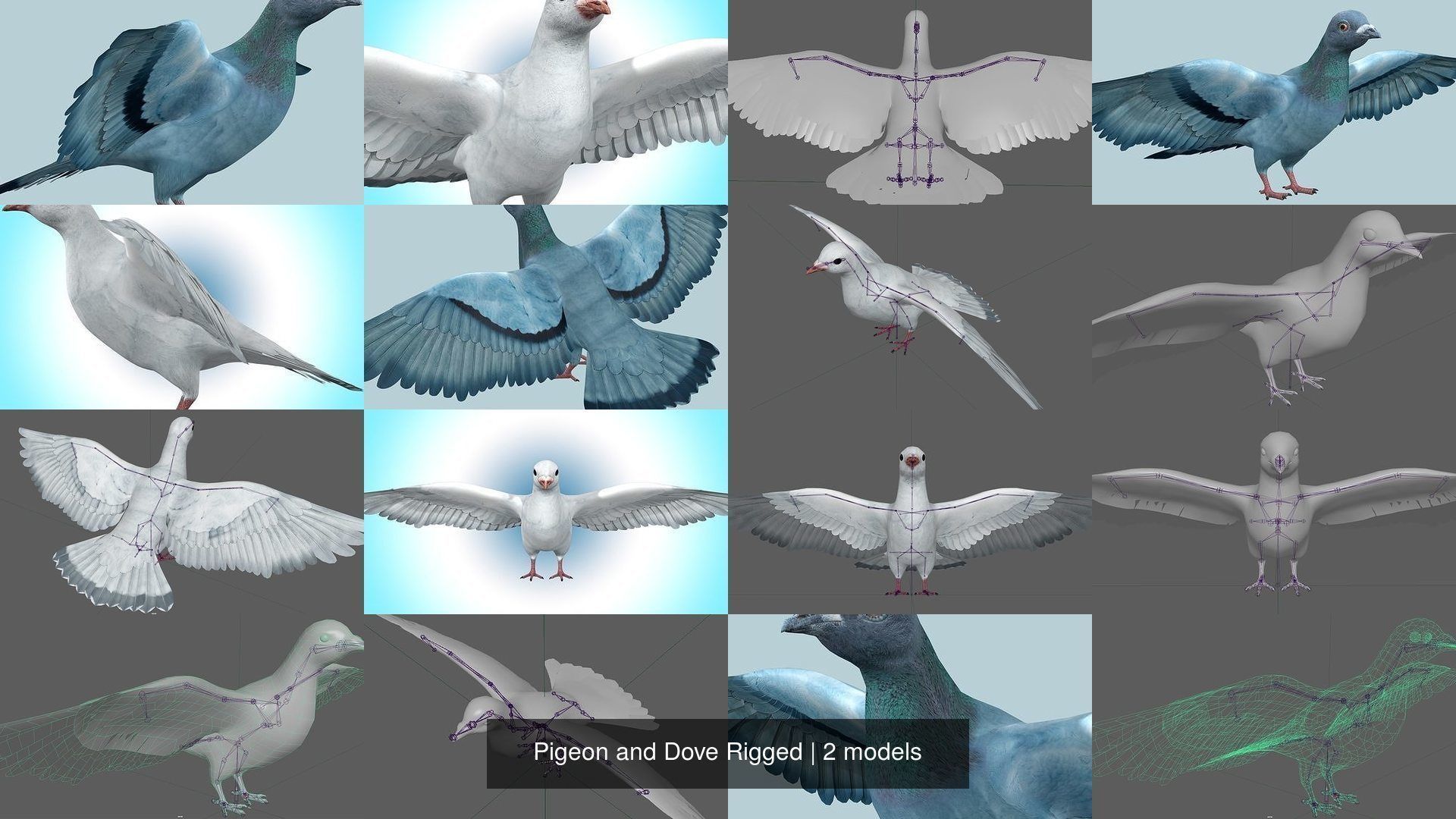 3D Model Collection Pigeon and Dove Rigged VR / AR / low-poly | CGTrader