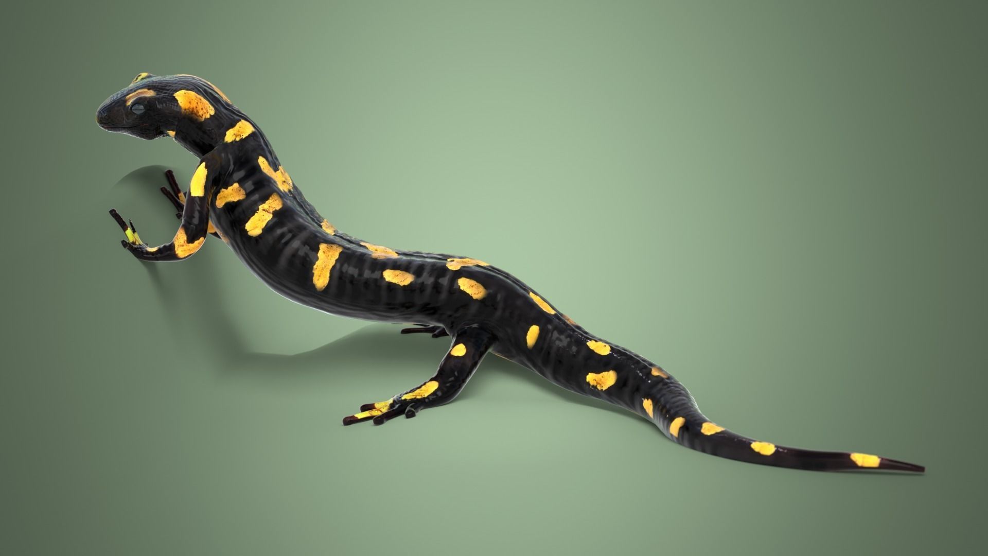 Salamander realistic Rigged Blender 3D model rigged | CGTrader