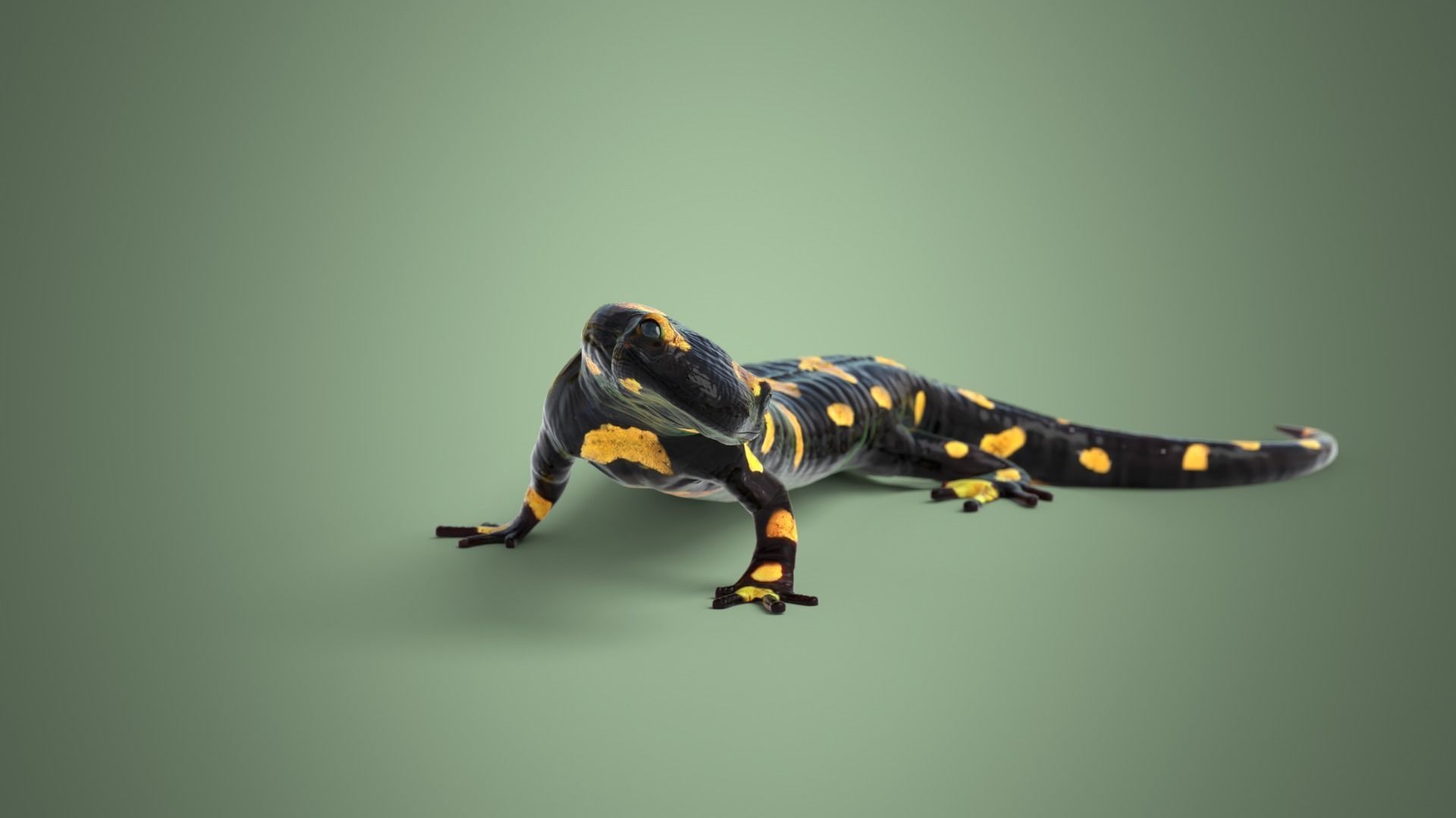 Salamander realistic Rigged Blender 3D model rigged | CGTrader