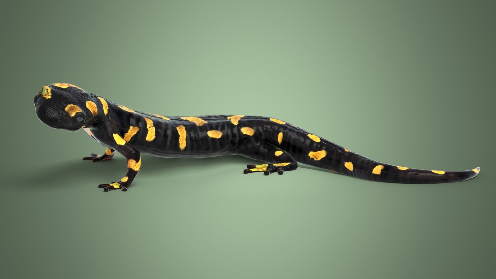 Salamander realistic Rigged Blender 3D model rigged | CGTrader