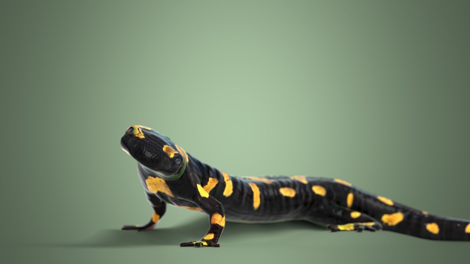 Salamander realistic Rigged Blender 3D model rigged | CGTrader