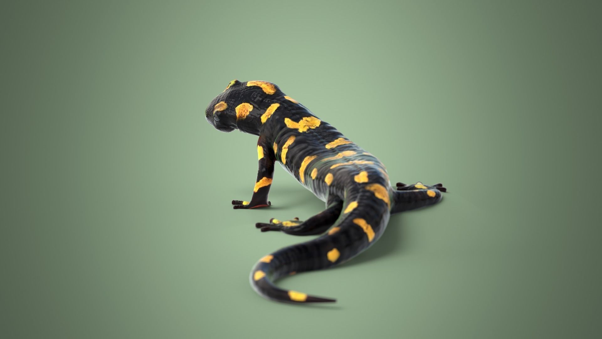 Salamander realistic Rigged Blender 3D model rigged | CGTrader