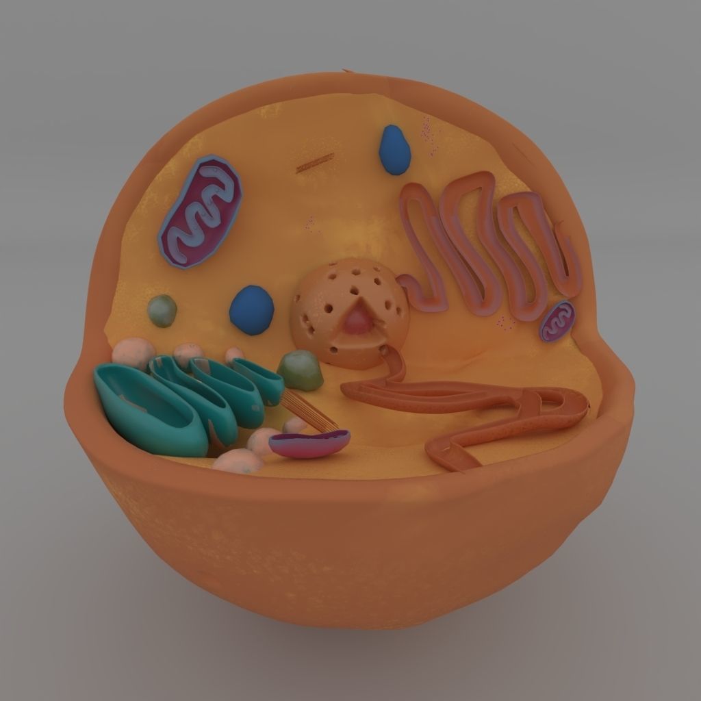 Animal cell 3D model | CGTrader