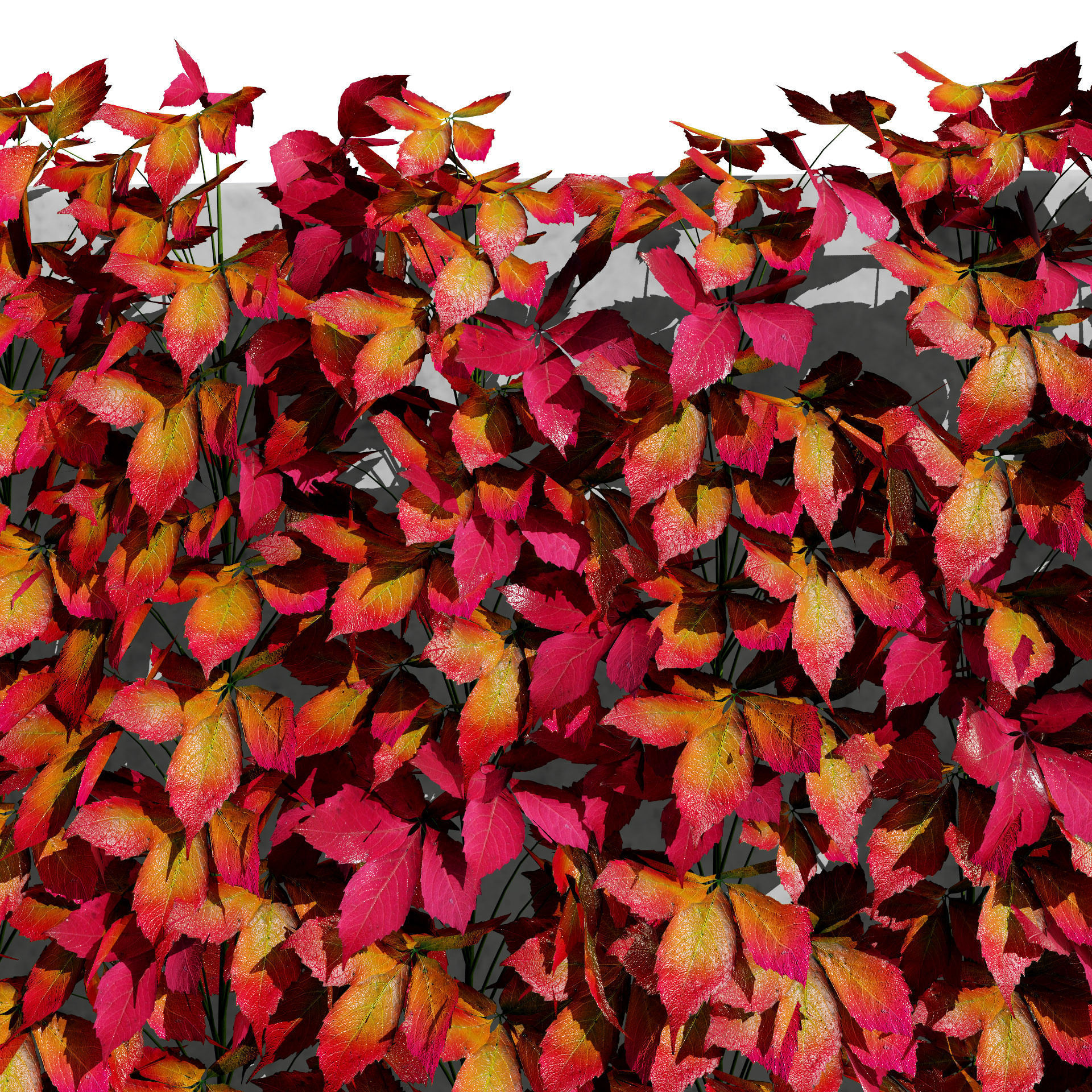 3D model Boston and Virginia Creeper with free tutorial VR / AR / low ...