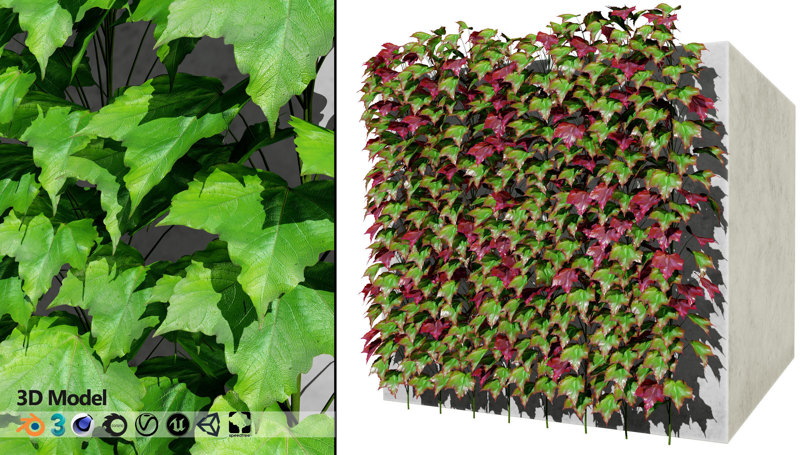 3D model Boston and Virginia Creeper with free tutorial VR / AR / low ...