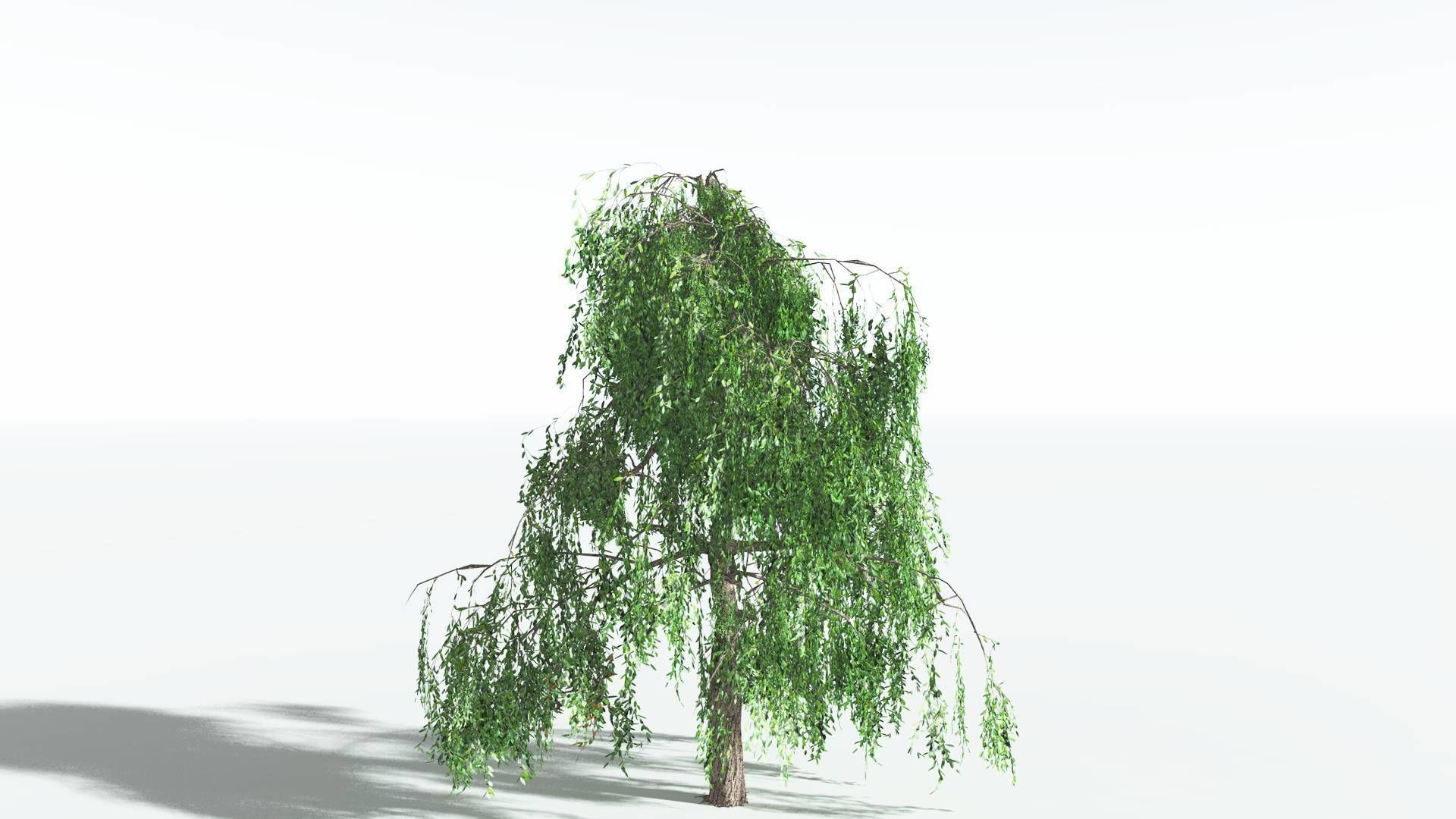 3D model EVERYPlant Weeping Willow LowPoly 2 --15 Models-- VR / AR ...