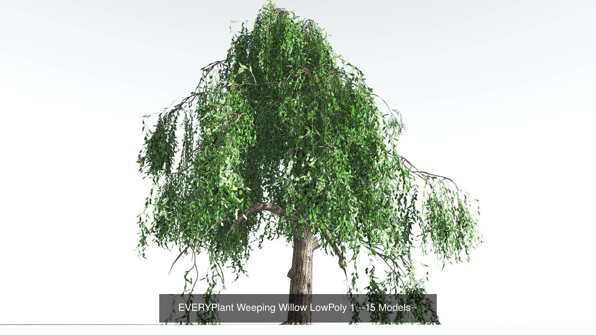 3D Model Collection EVERYPlant Weeping Willow LowPoly Bundle --60 ...