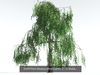 3D Model Collection EVERYPlant Weeping Willow LowPoly Bundle --60 ...