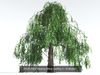 3D Model Collection EVERYPlant Weeping Willow LowPoly Bundle --60 ...